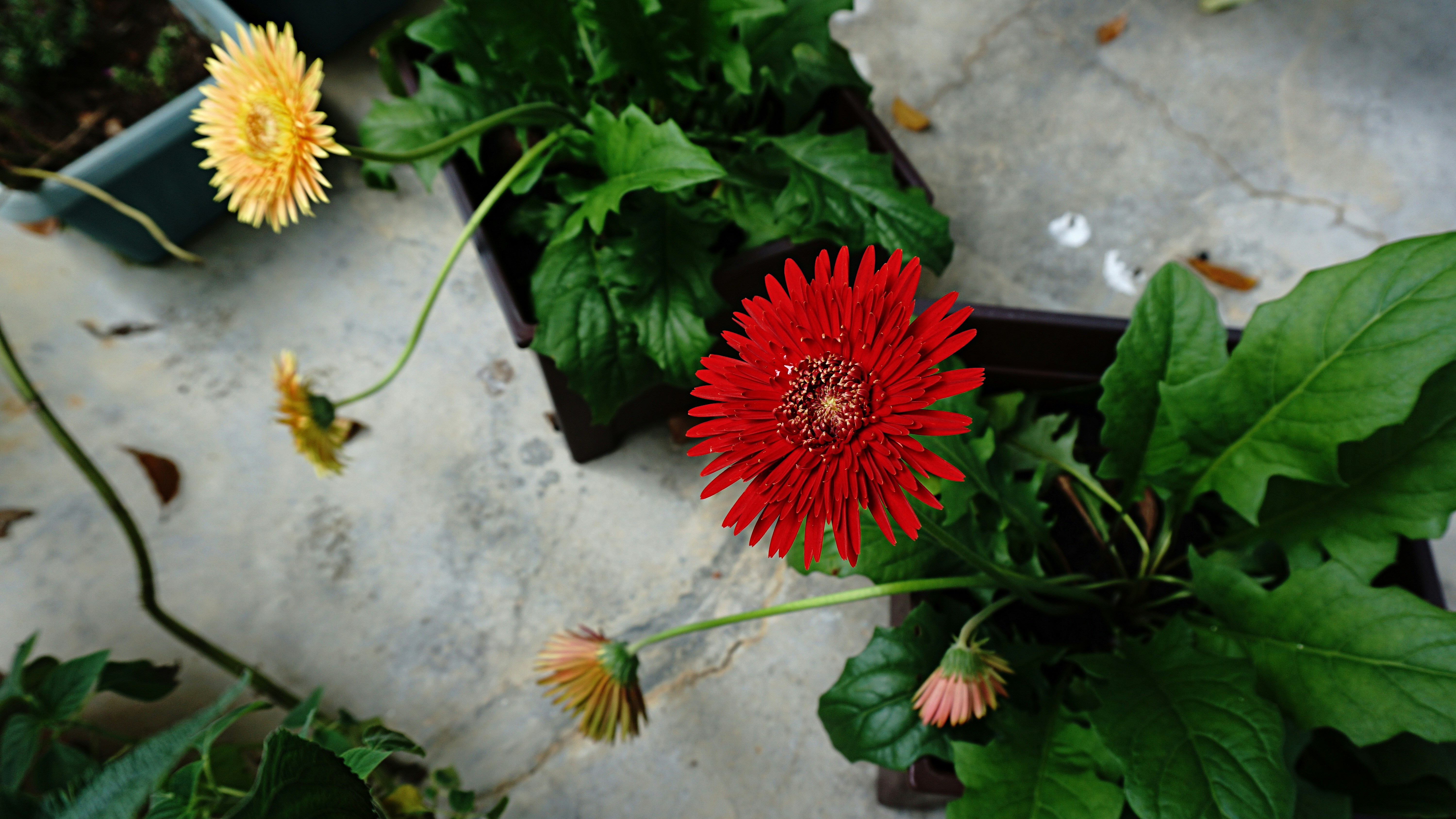 Red and Yellow African Daisies in the porch