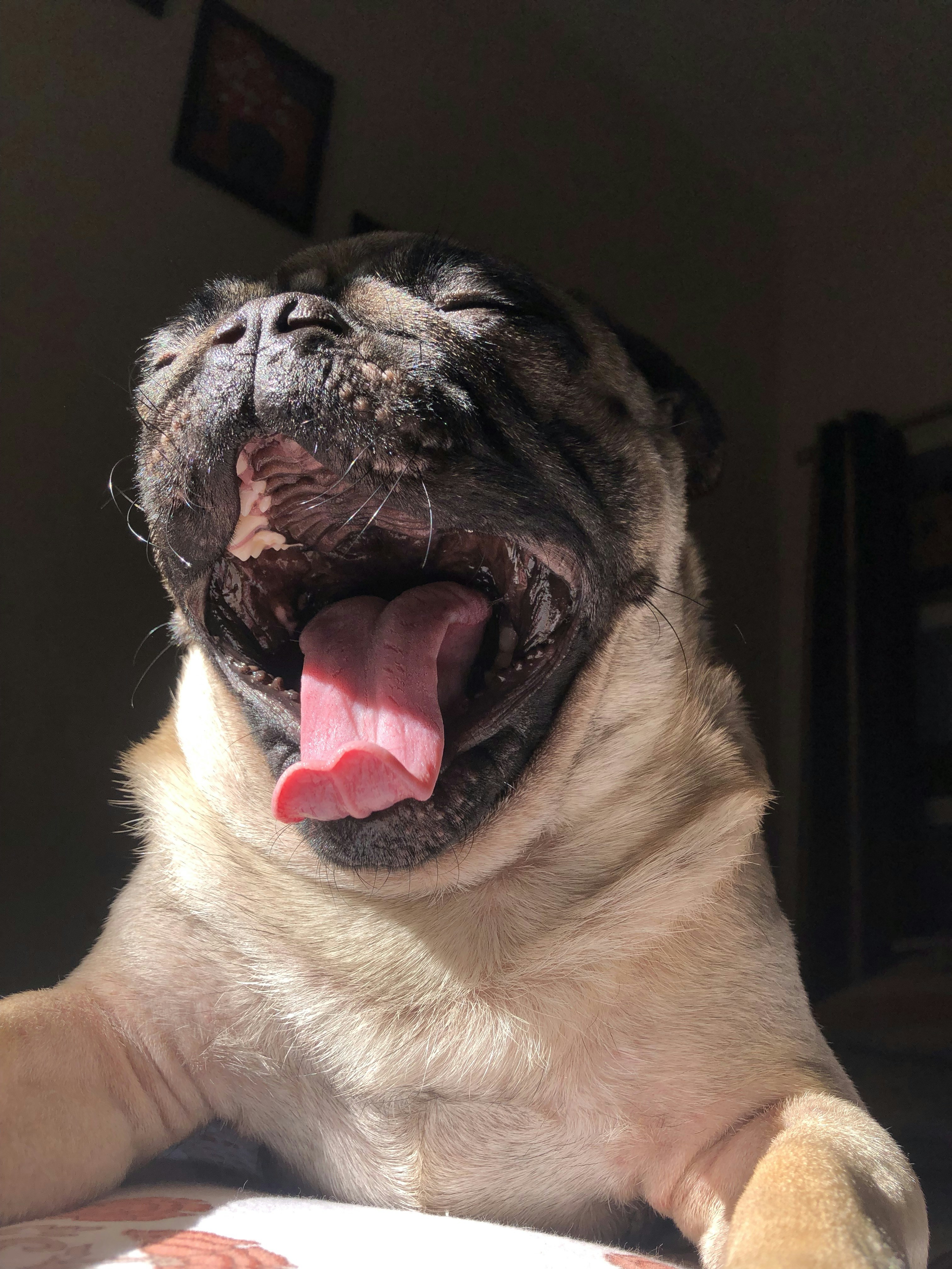 Morning Yawn: A Pug's Wide Mouth Under Warm Indoor Light