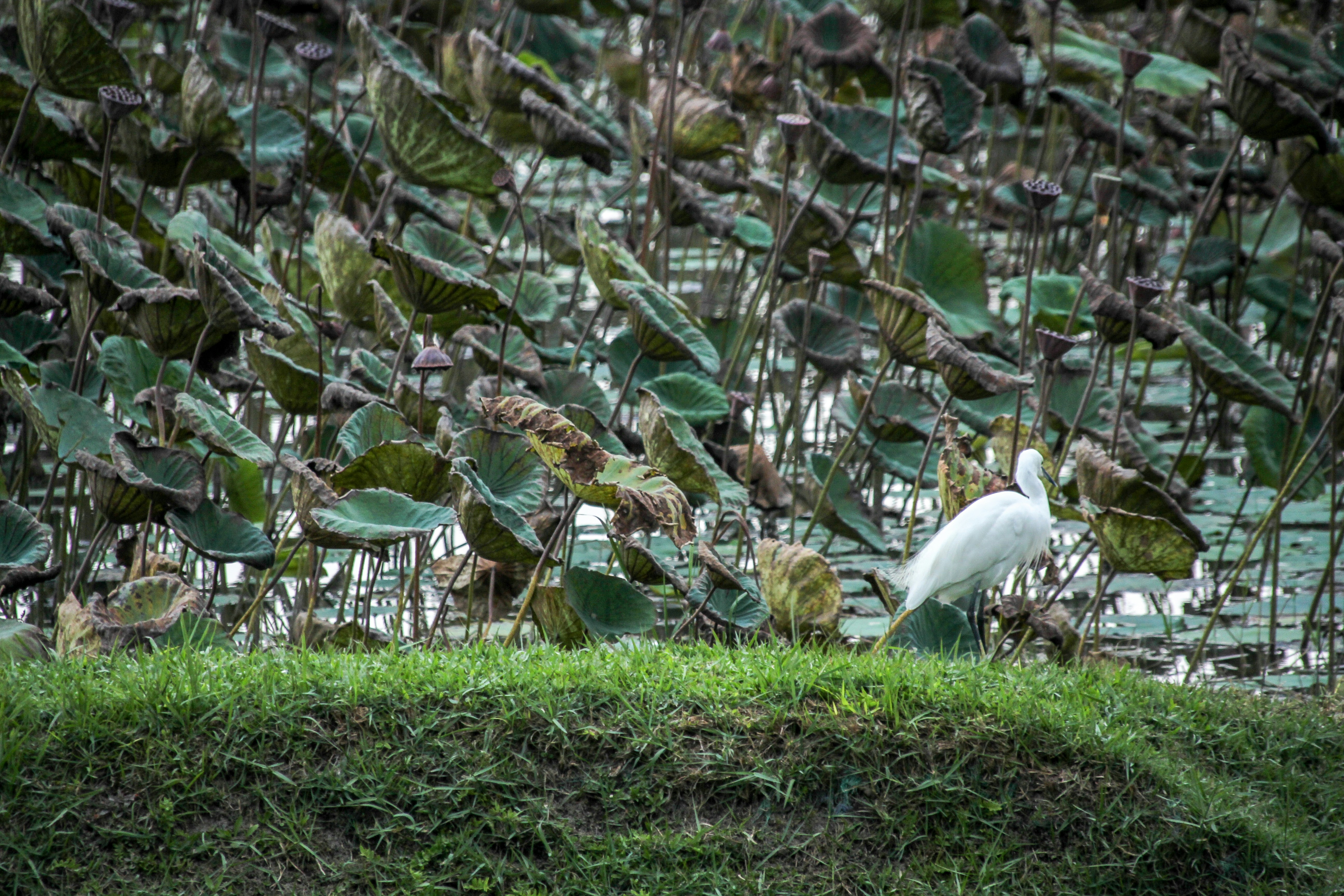 White Heron by the Lily-Fringed Shore