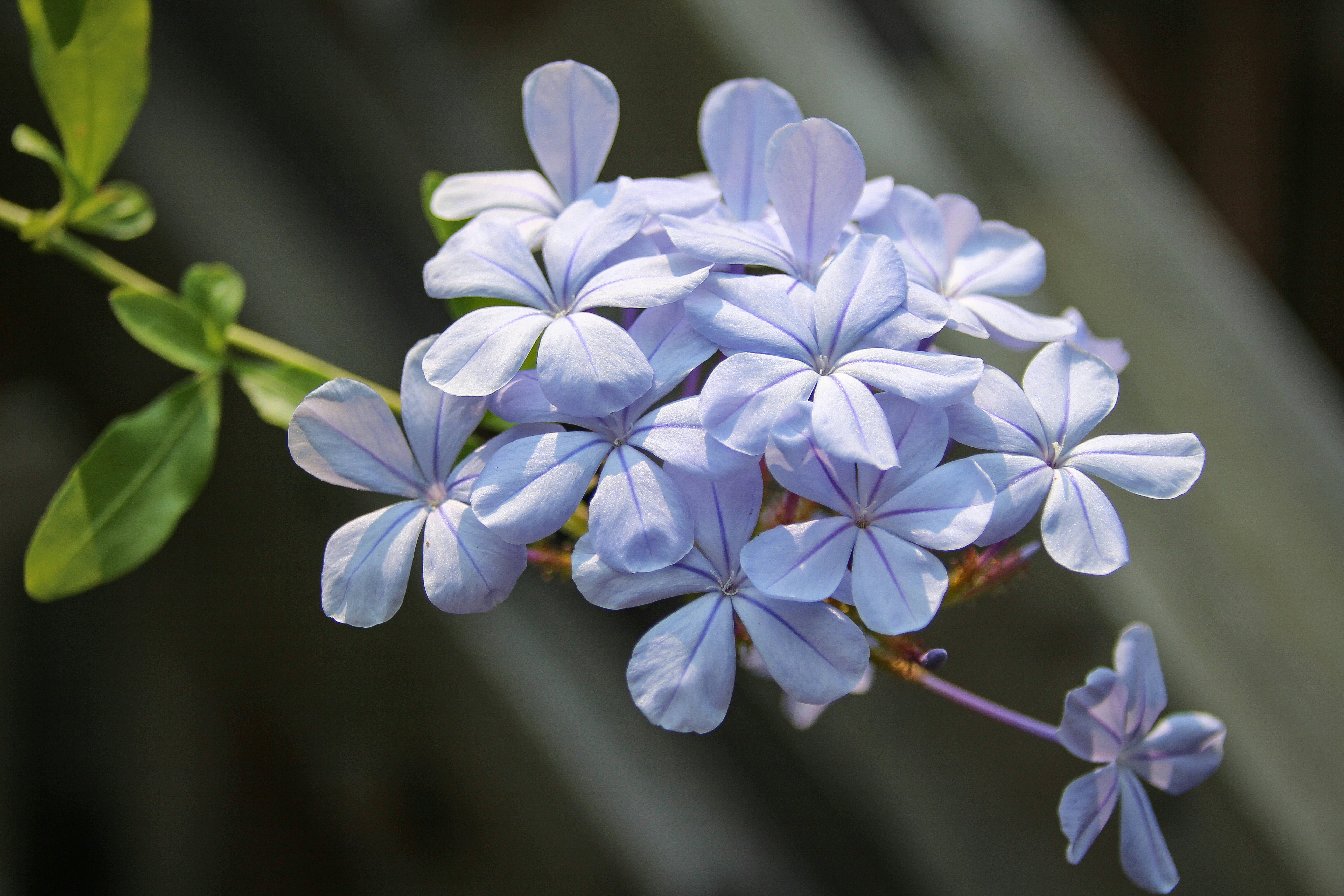A close up of a bunch of blue flowers photo – Free Flower Image on Unsplash