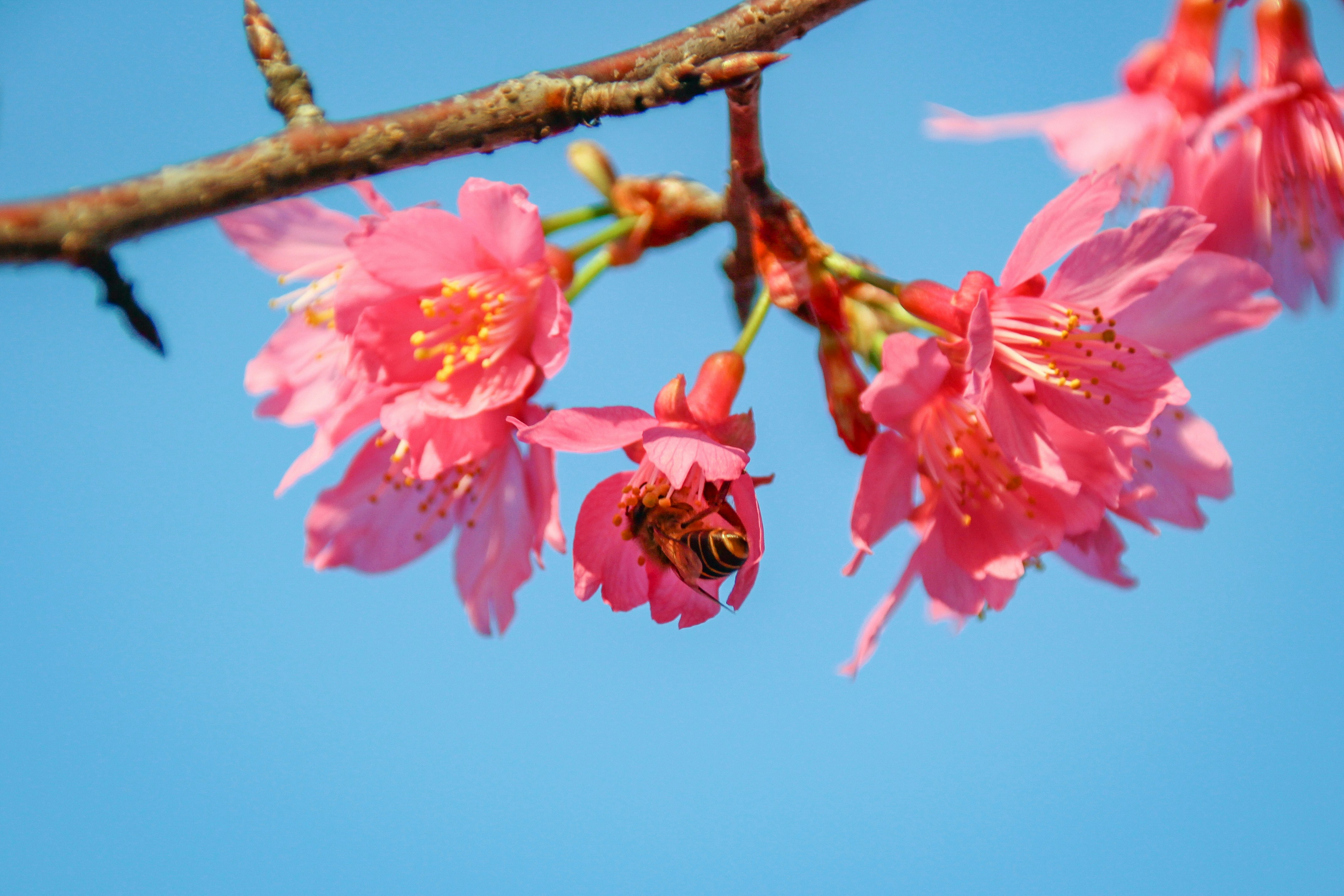Pink blossoms against a clear blue sky: a bee at the heart of spring