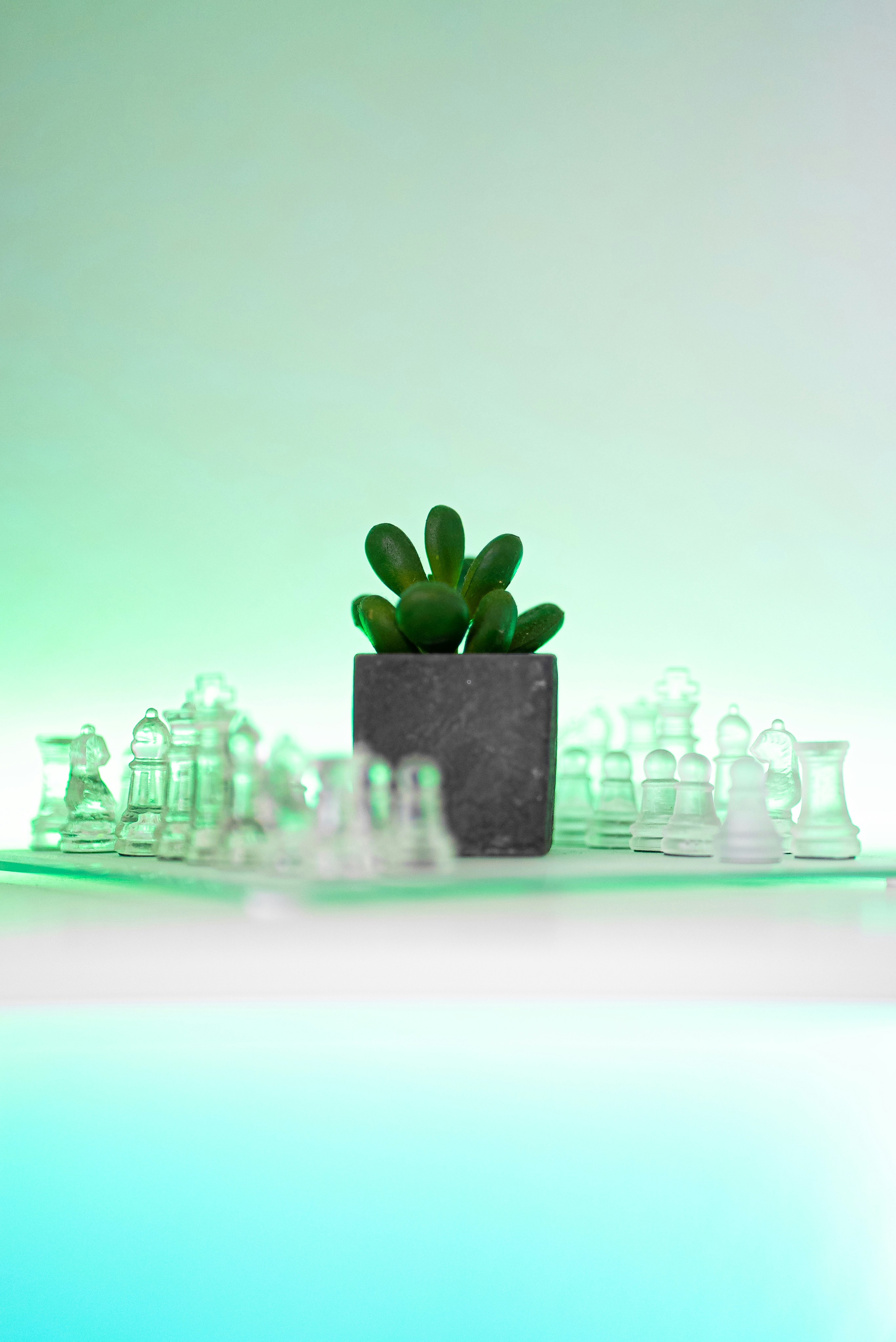 A small green plant sitting on top of a chess board photo – Free Plant ...