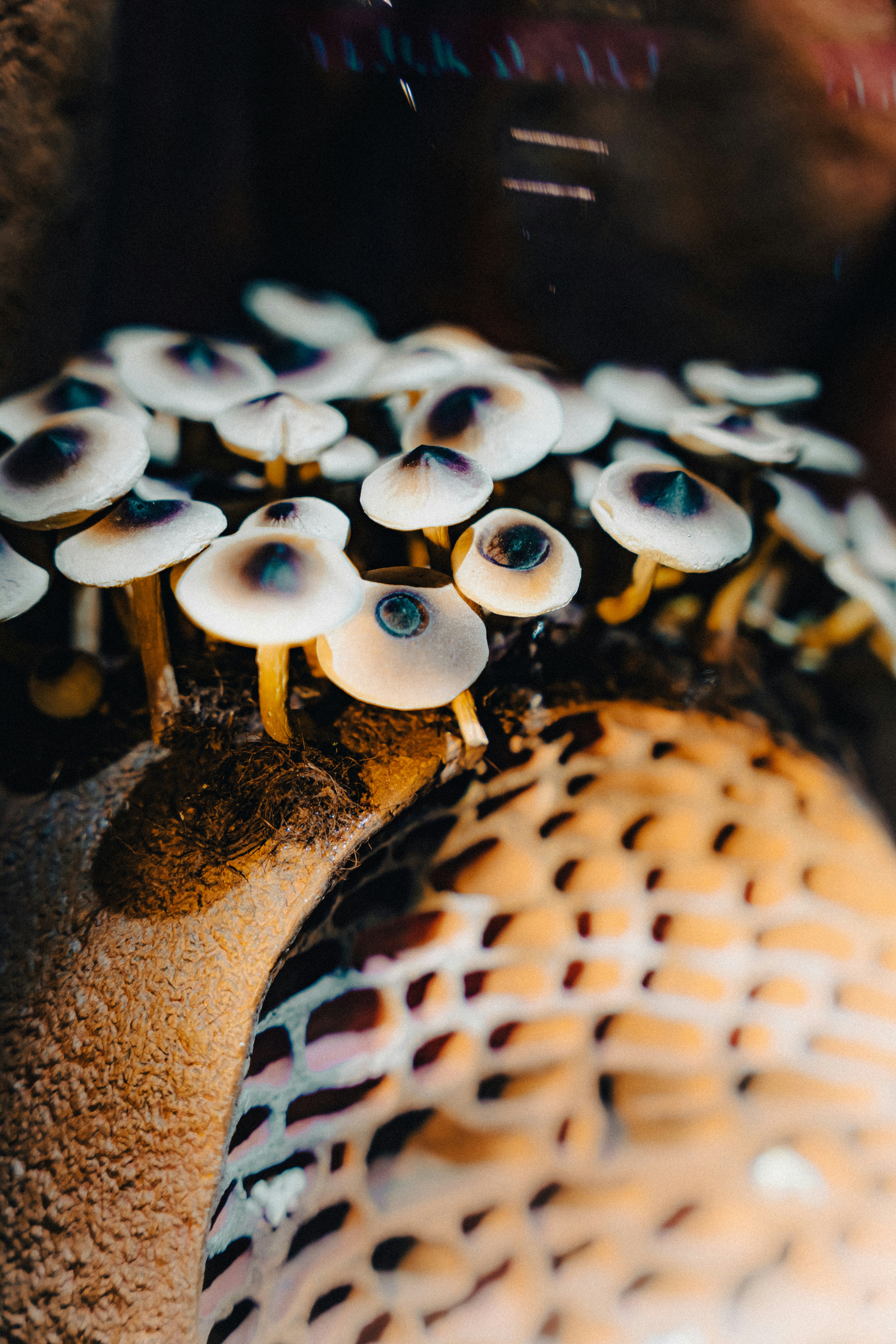 Whispers of a Forest Microcosm: White Mushrooms on Weathered Wood