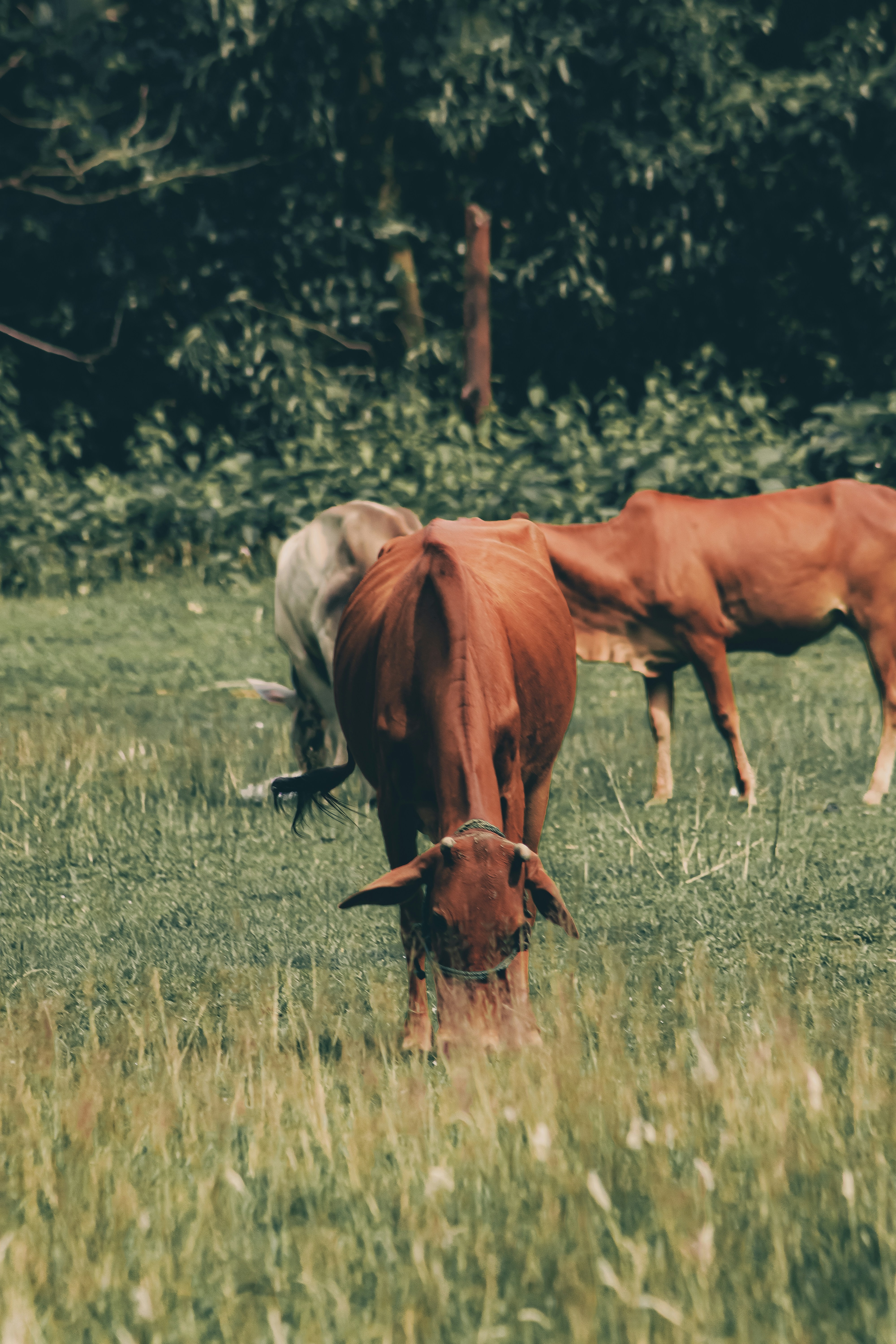 A couple of cows that are standing in the grass photo – Free Bangladesh ...