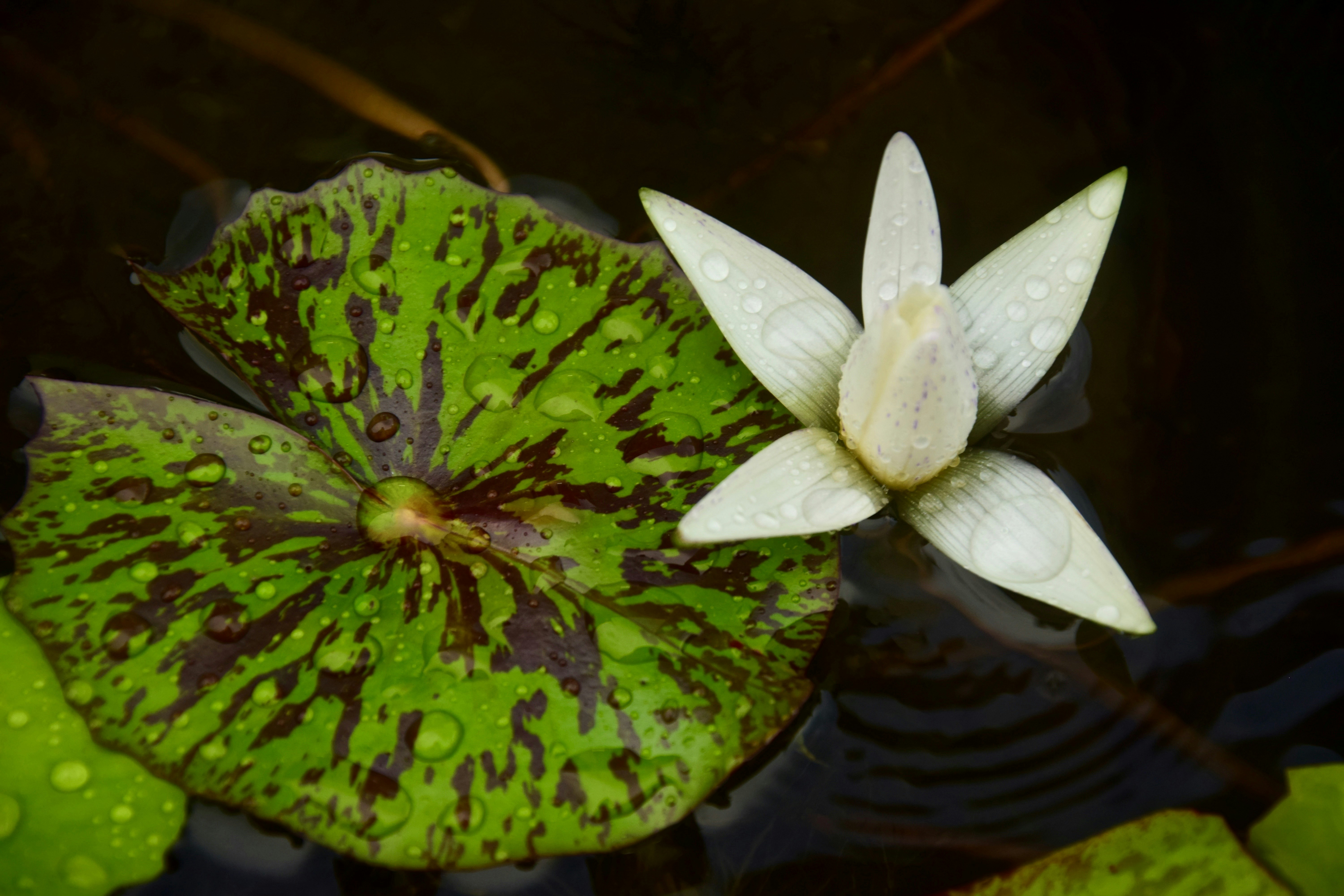 Lily in the Shadow: A White Bloom Among Speckled Green Pad