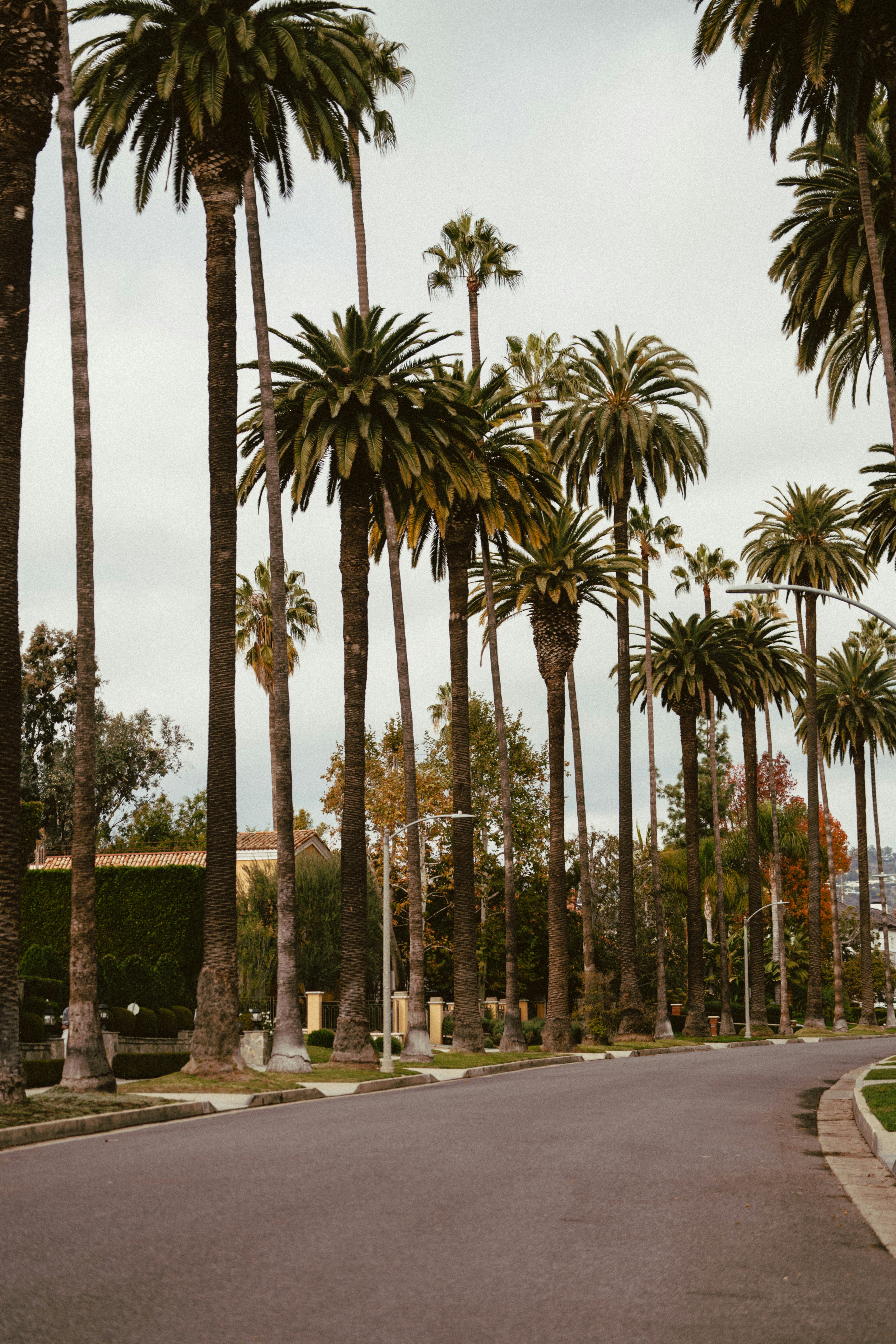 A Lush Avenue of Palm Elegance