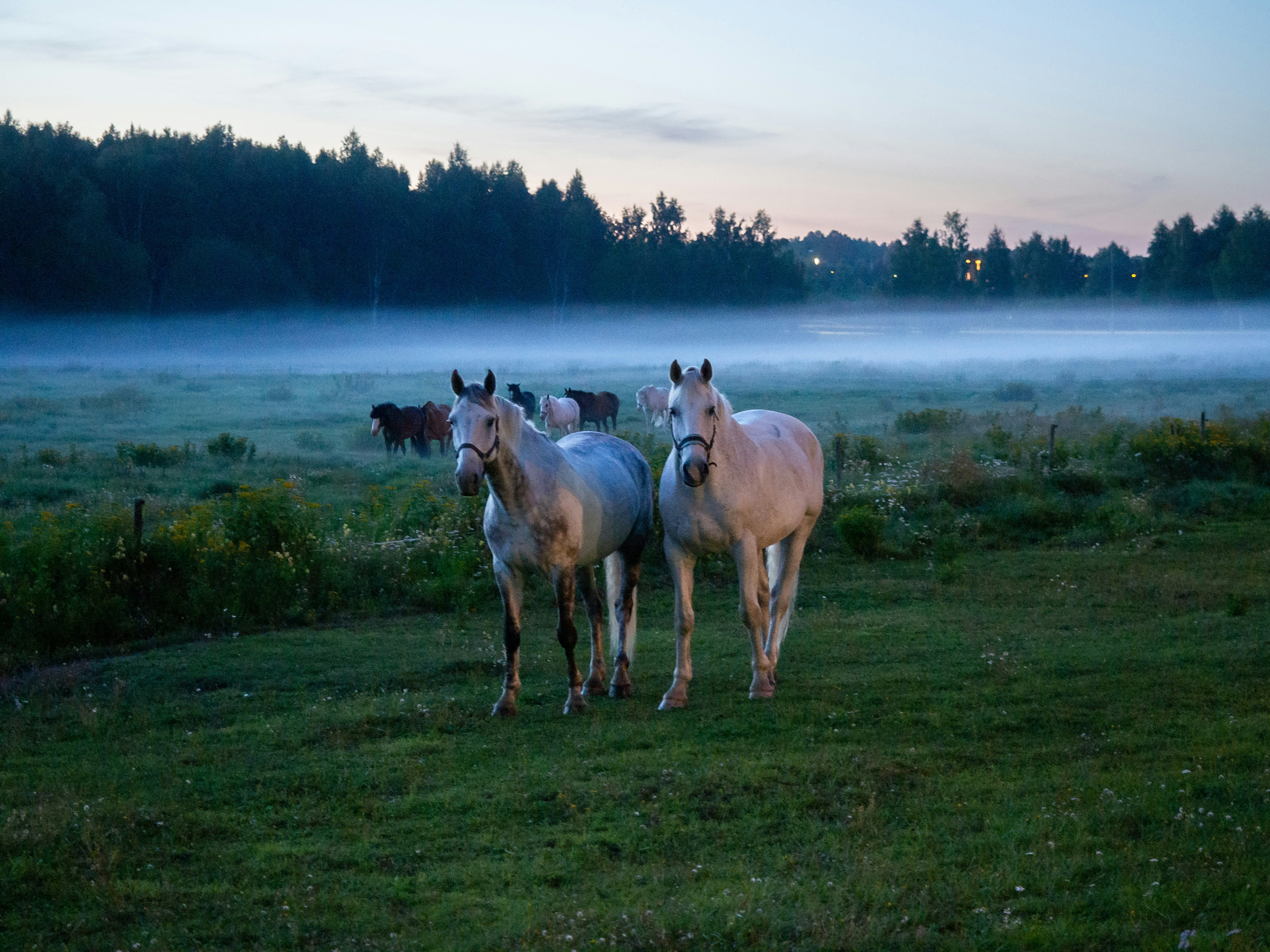 Dawn's Quiet Parade: Two White Horses in a Misty Field