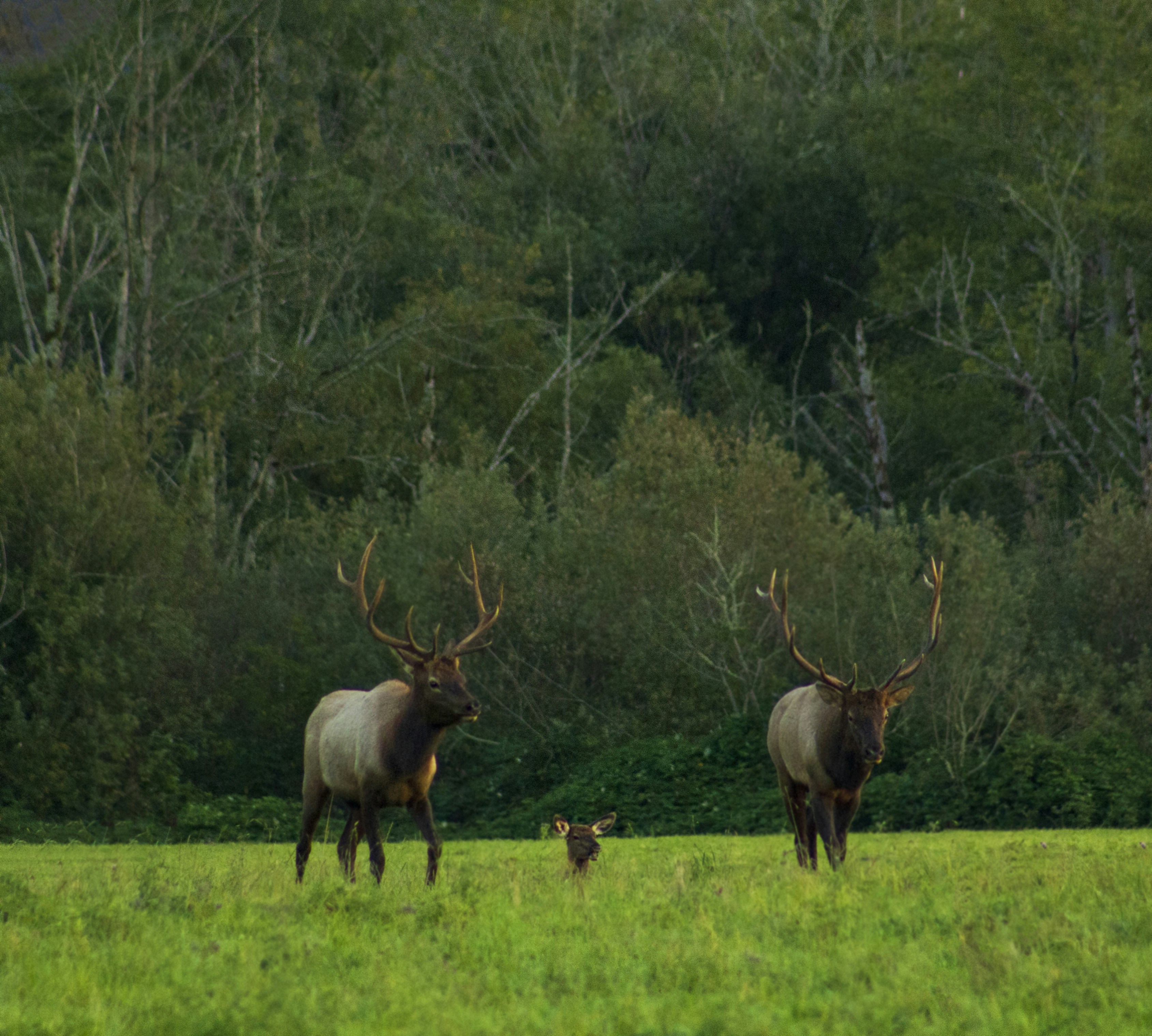 A couple of elk standing on top of a lush green field photo – Free ...