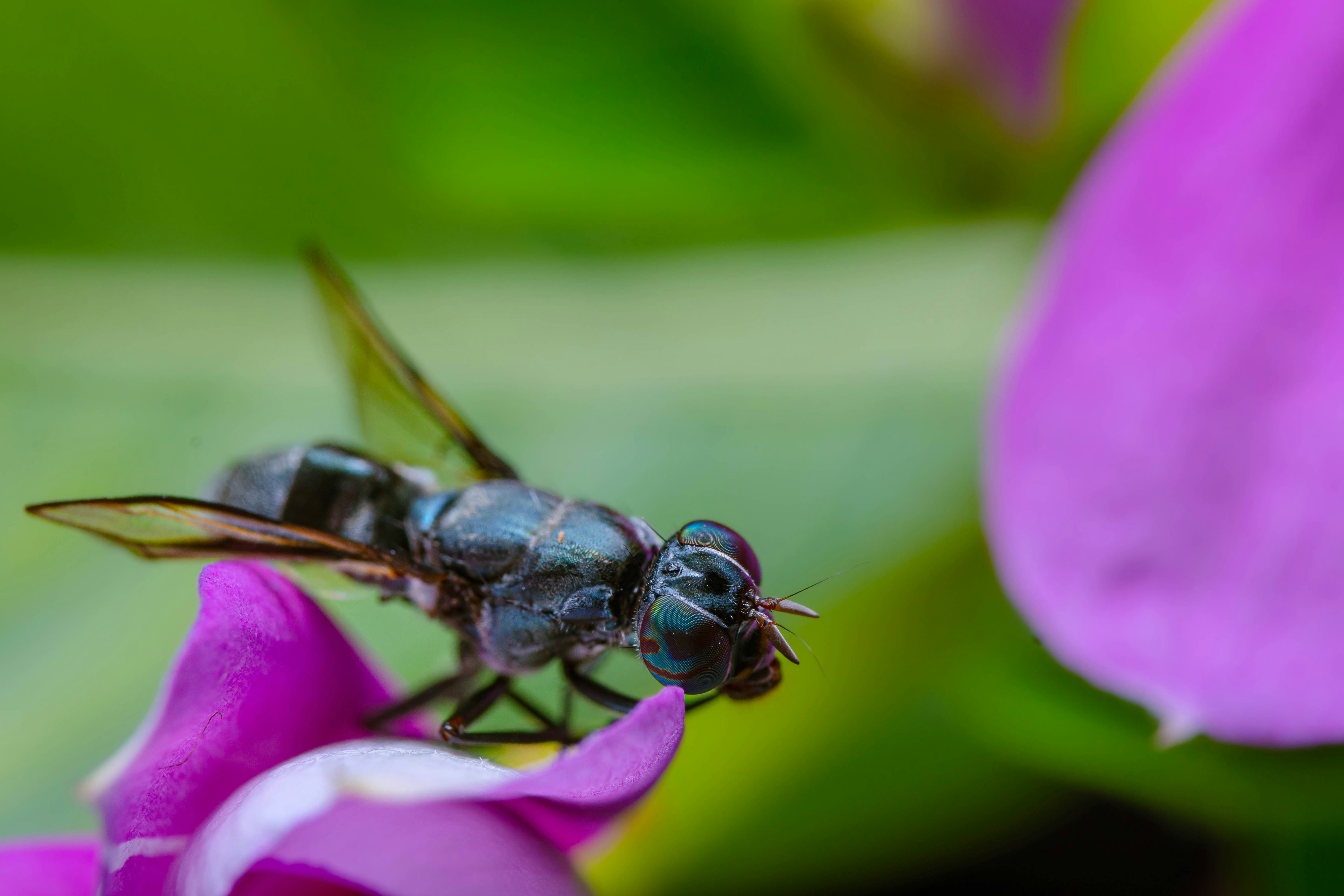 Chrome-eyed Hoverfly on a Magenta Bloom: A Micro-World Close-Up