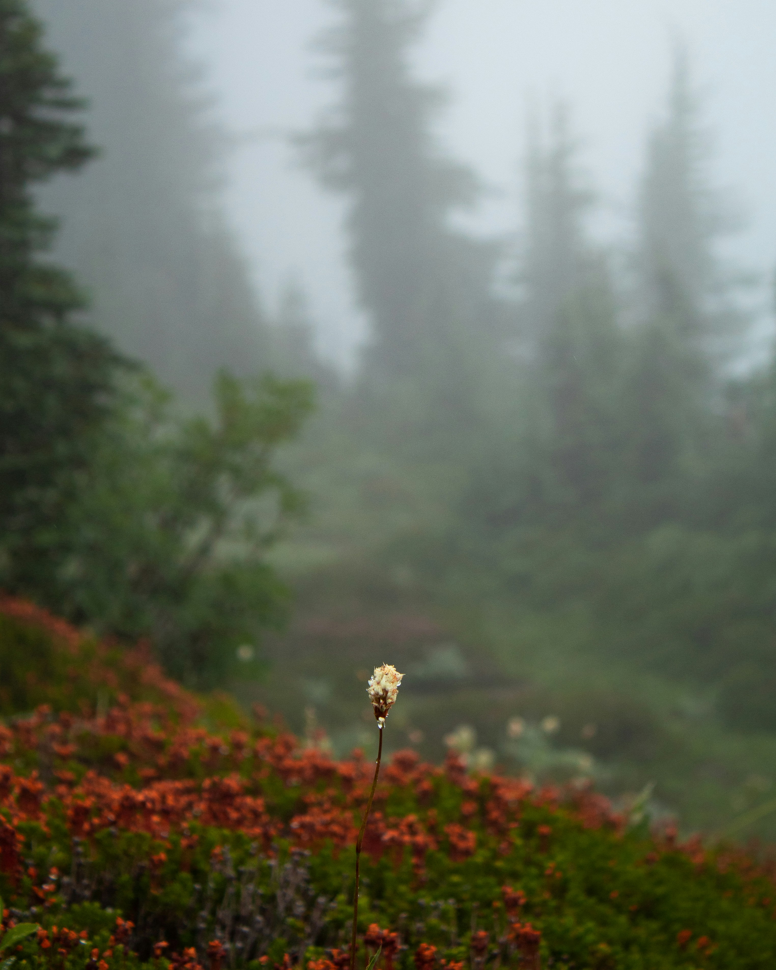 Lone Bloom in Velvet Fog: Quiet Alpine Meadow