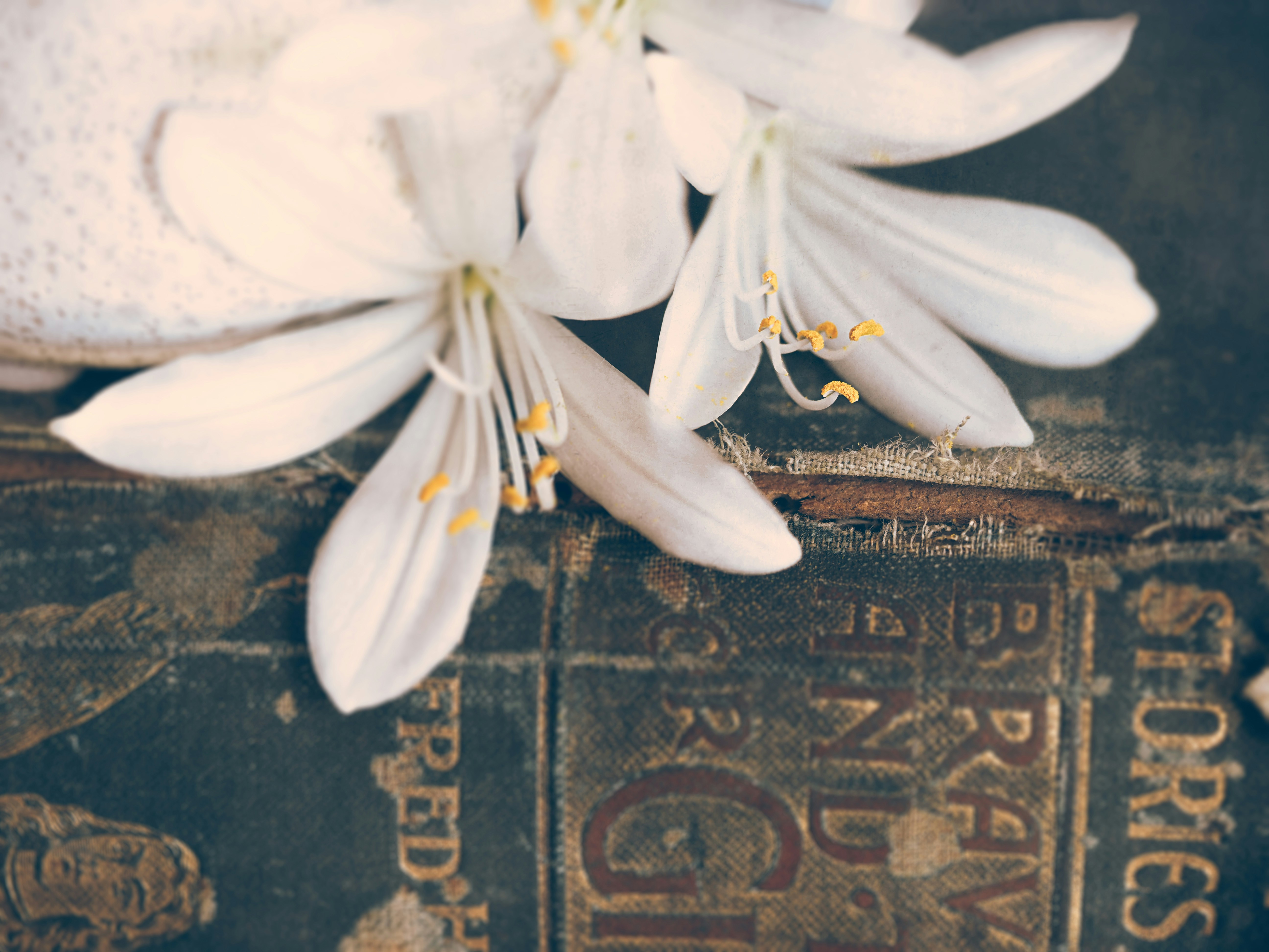 Lilies on a Weathered Page: A Quiet Close-Up