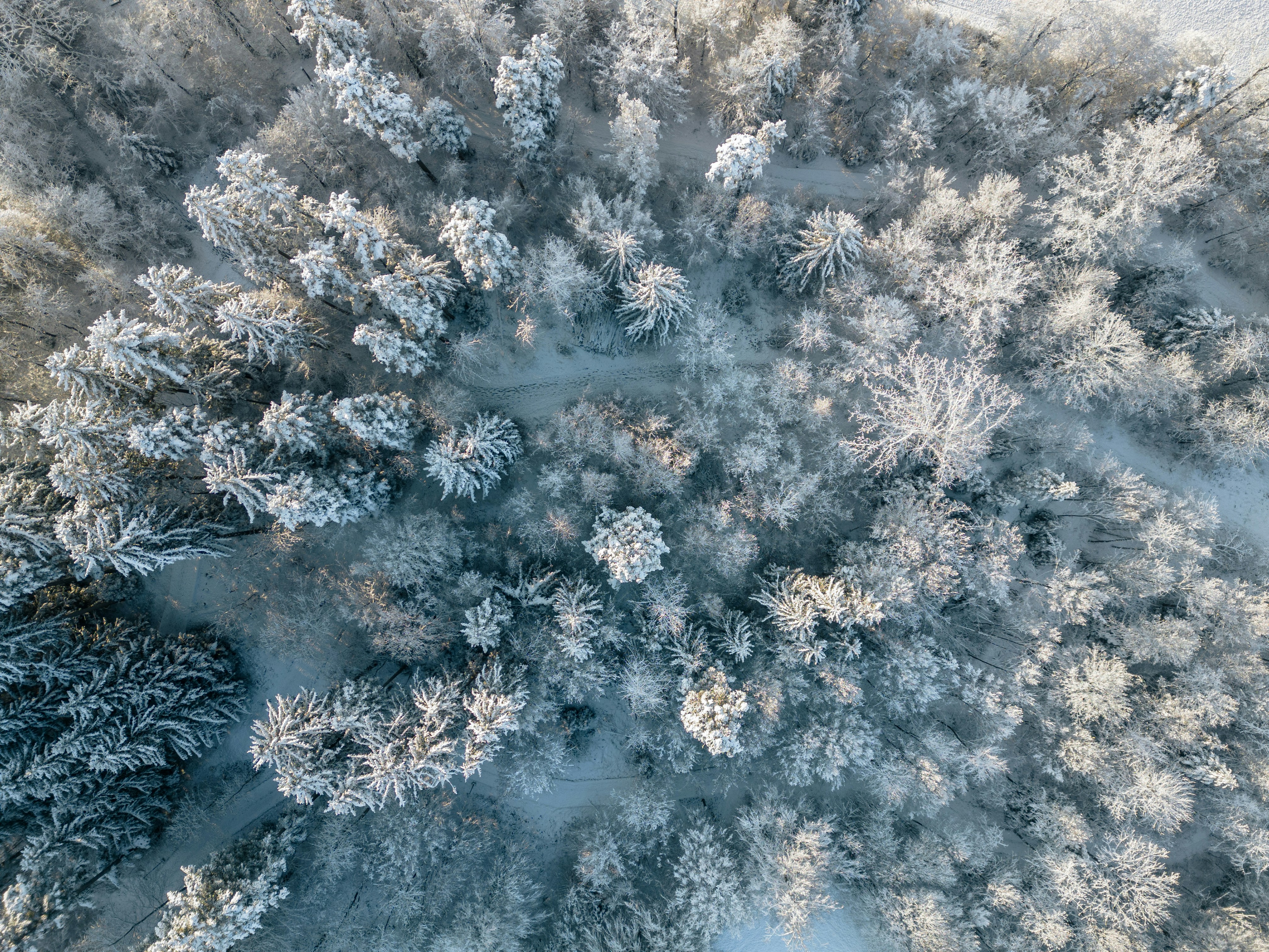An aerial view of a snow covered forest photo – Free Switzerland Image ...