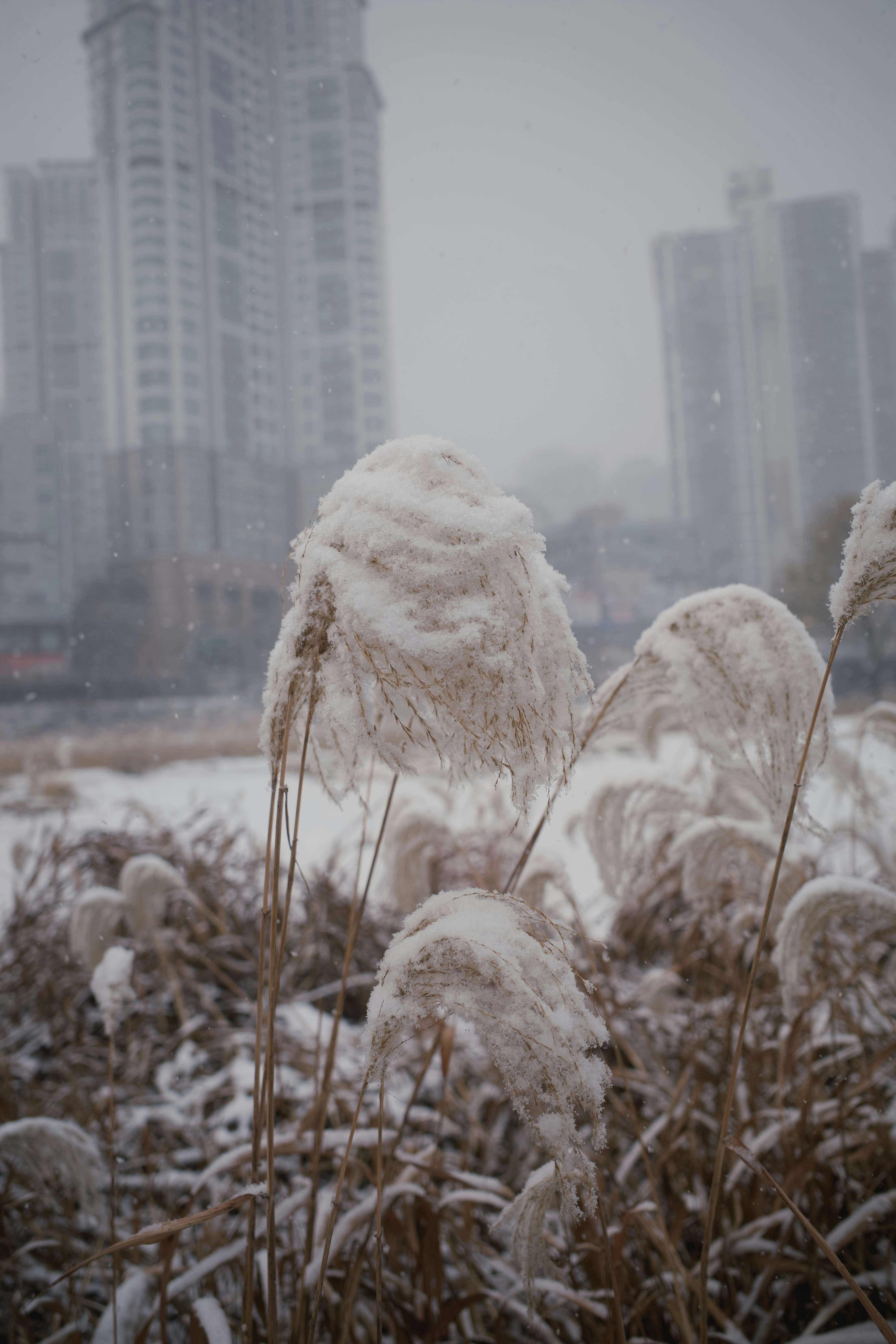 A bunch of tall grass covered in snow photo – Free City Image on Unsplash