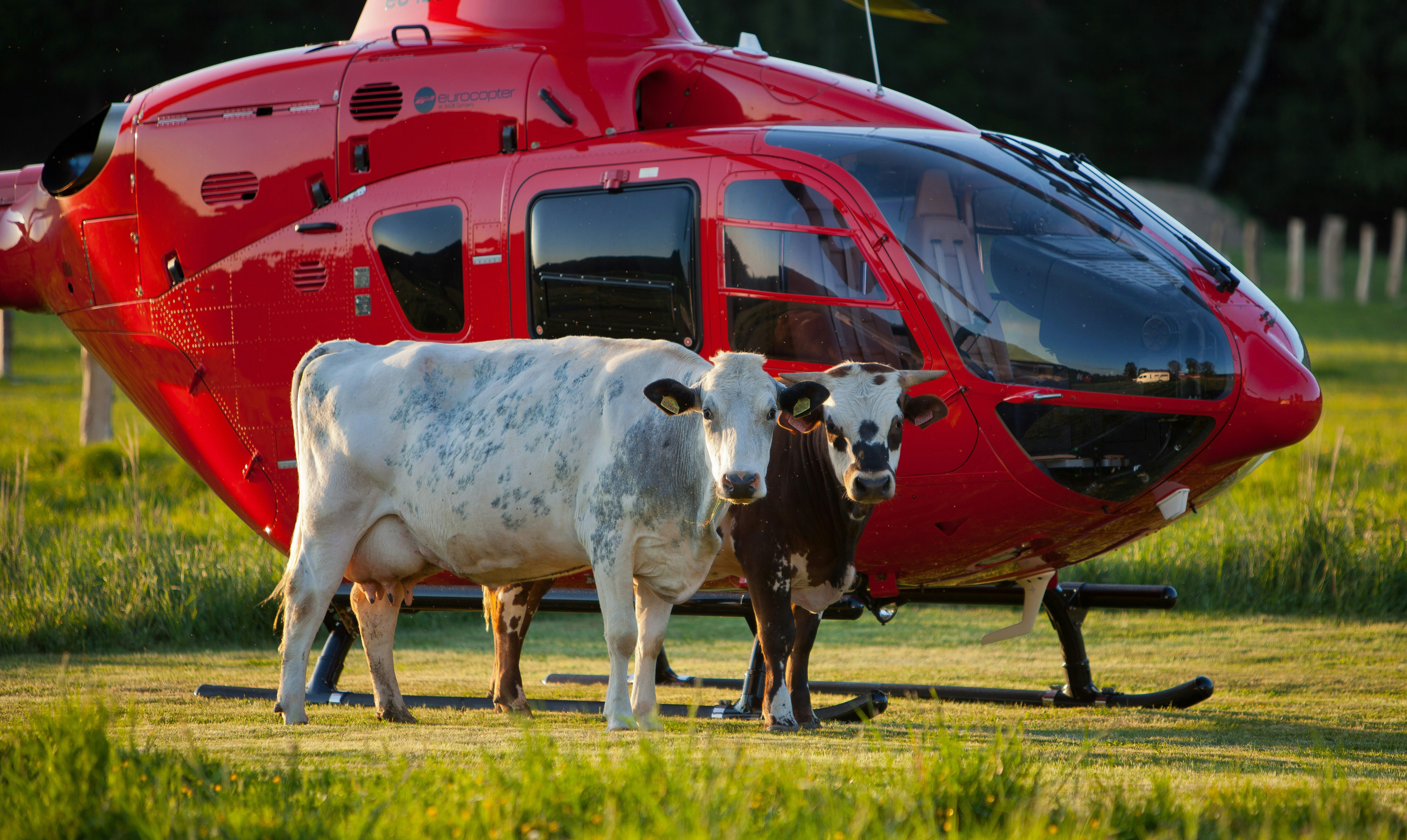 Two cows standing in front of a helicopter photo – Free Helicopter ...