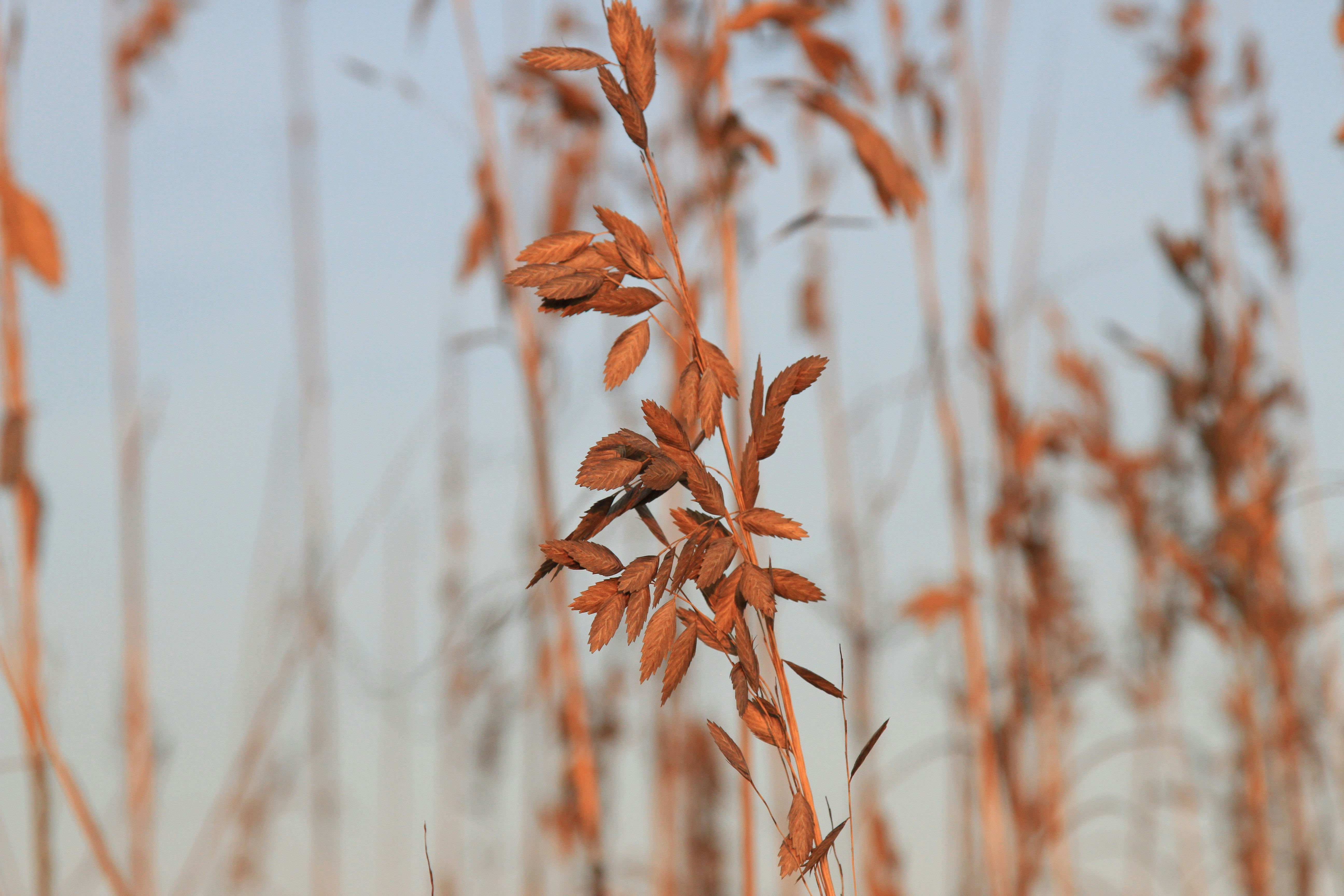 Some grain among the dunes.