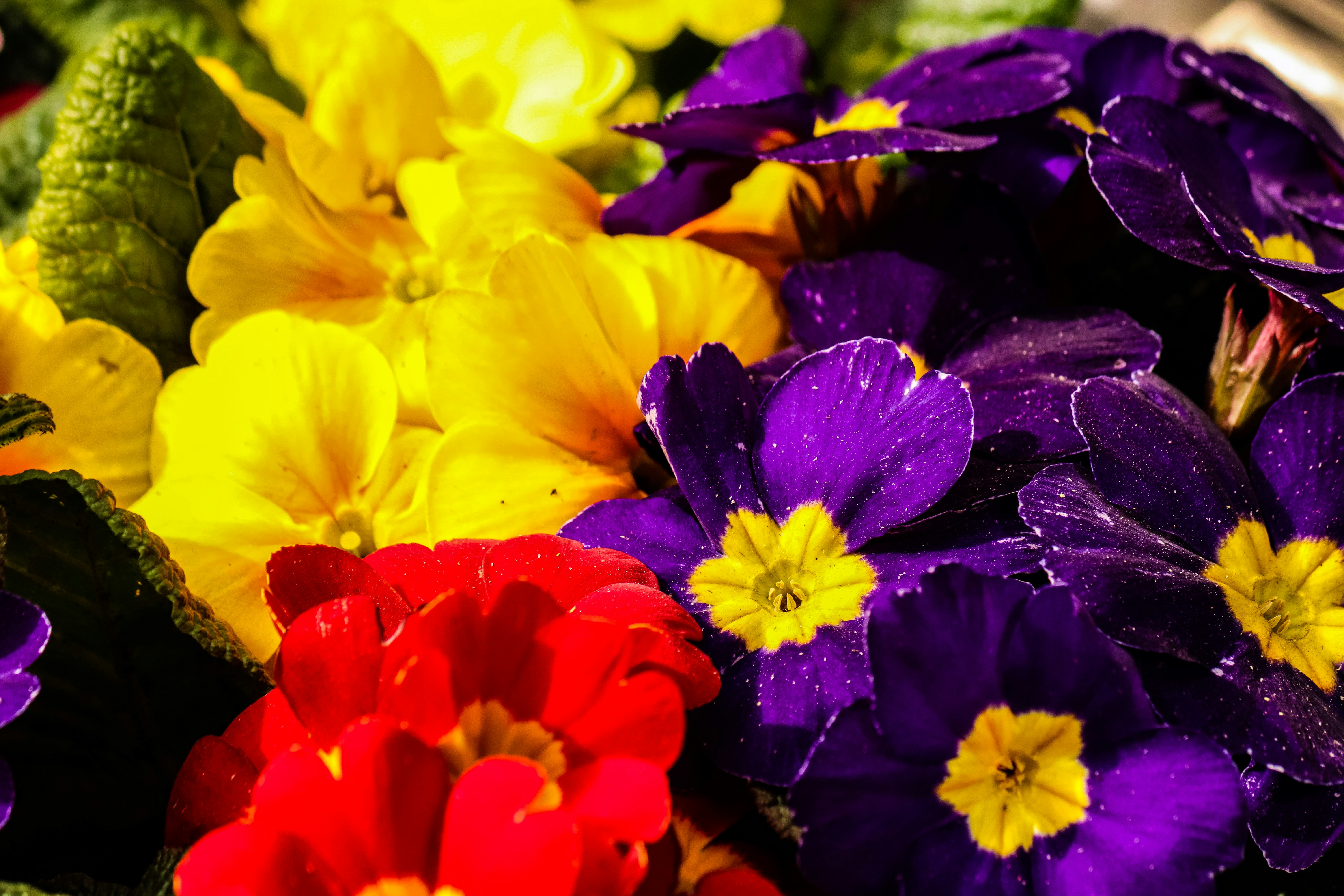 Very colourful bunch of flowers in the sun.