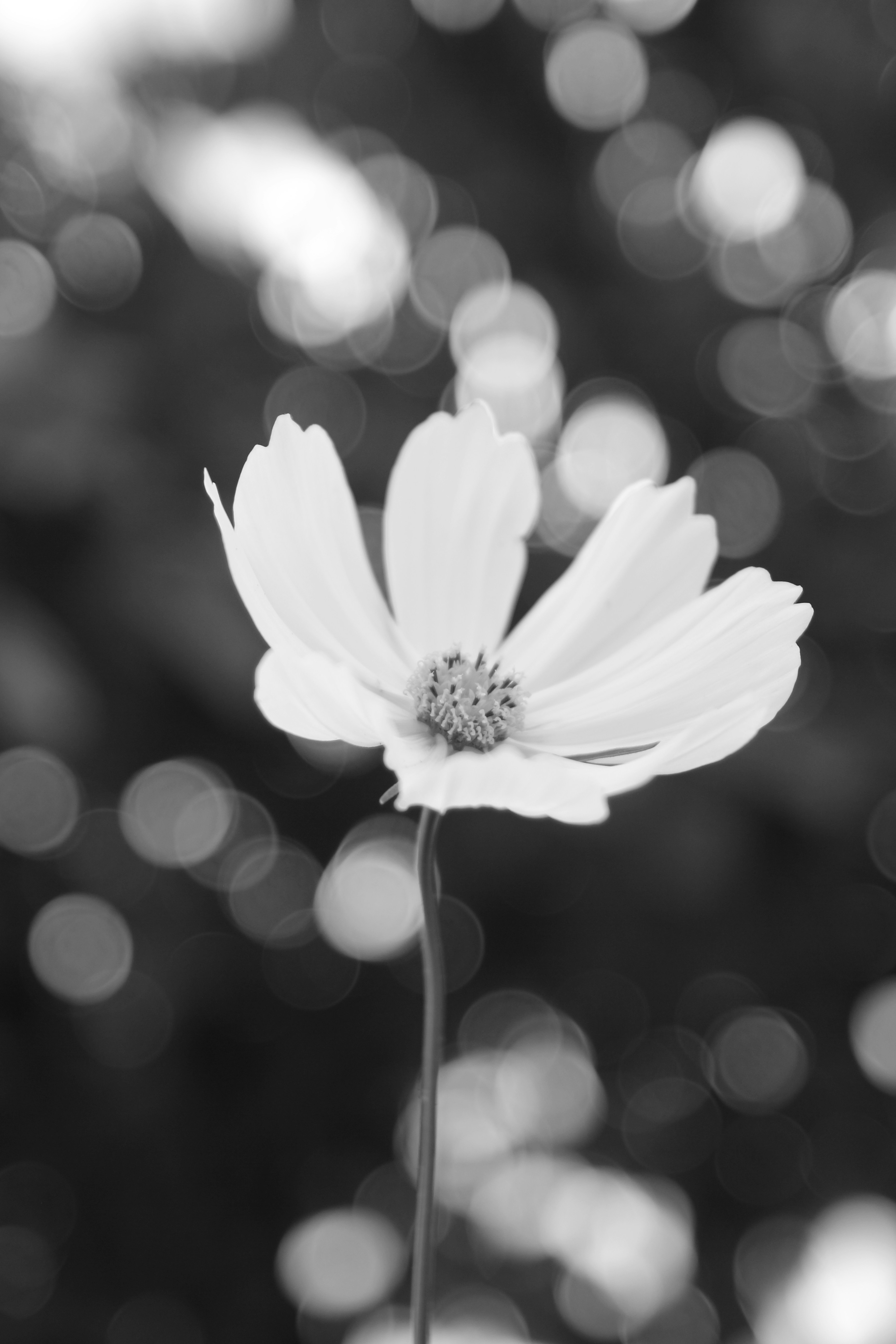 Foto zum Thema Ein Schwarz-Weiß-Foto einer Blume – Kostenloses Bild zu ...