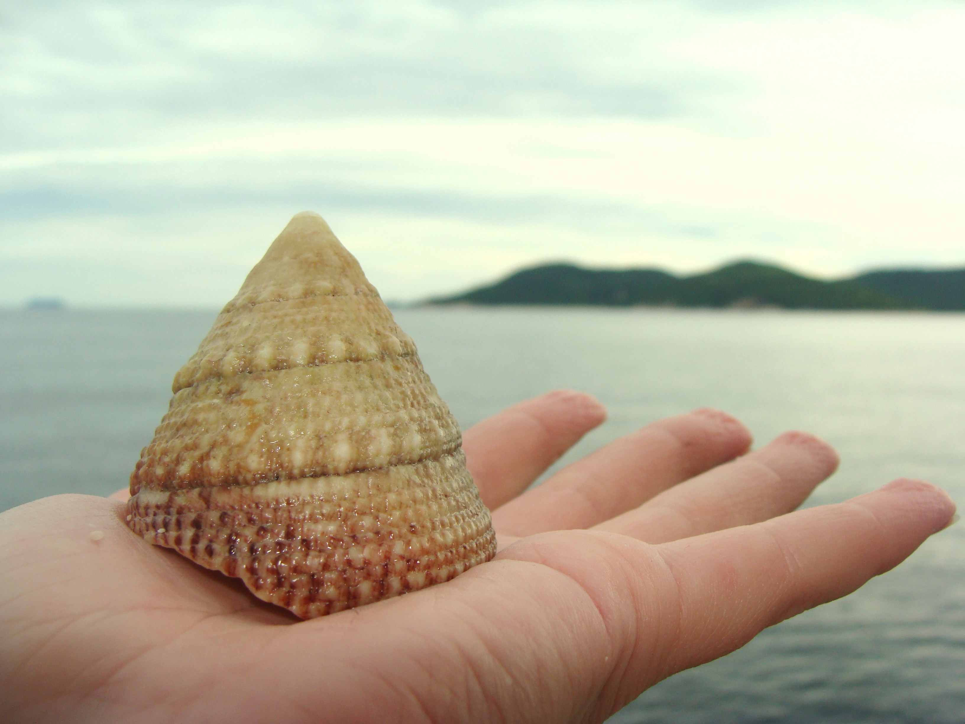 Shell cradled in an open hand with a calm sea and distant hills in soft focus.