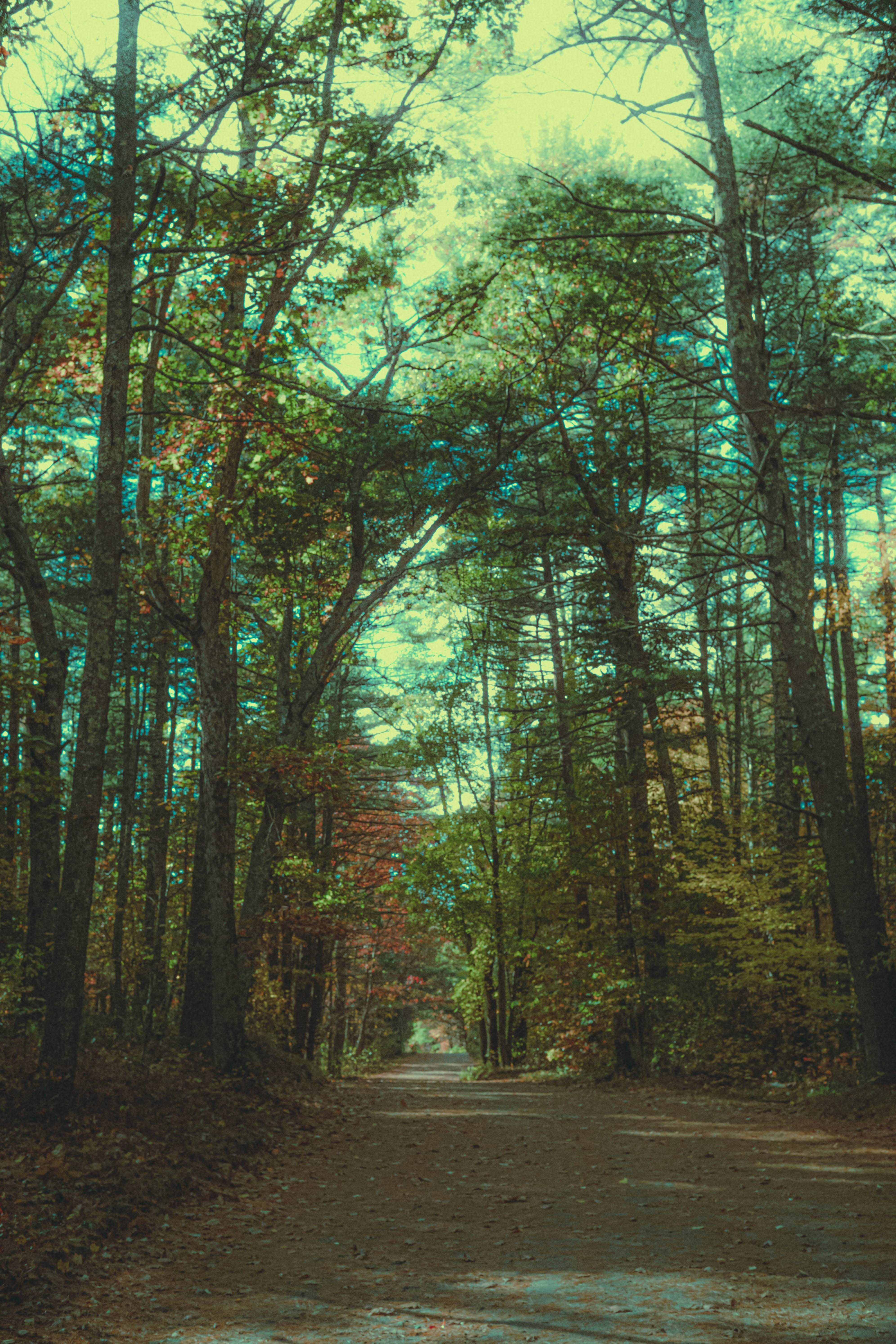 Un chemin de terre au milieu d’une forêt photo – Photo Chemin Gratuite ...