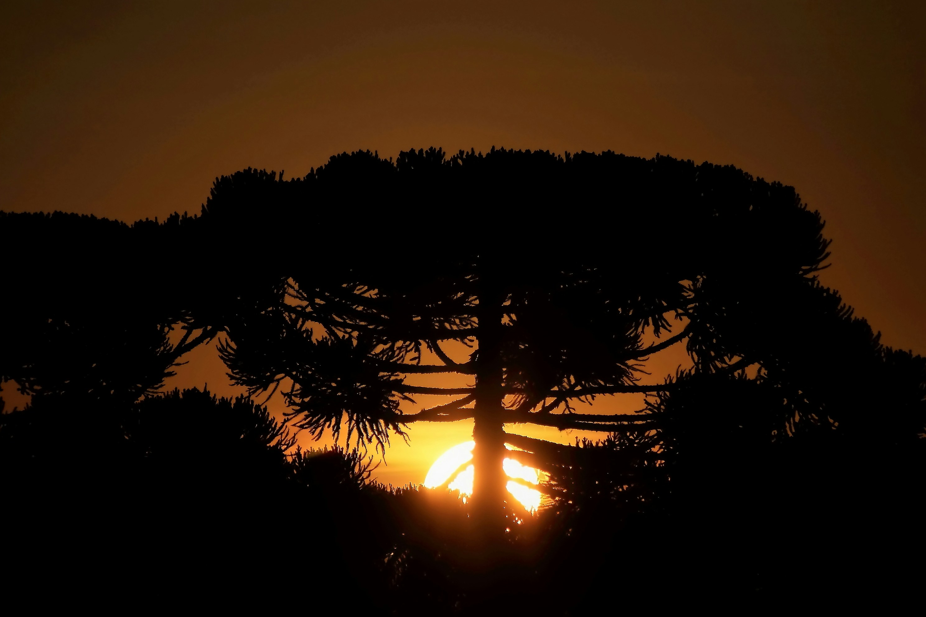 Gilded Horizon Through a Pine Silhouette at Dusk
