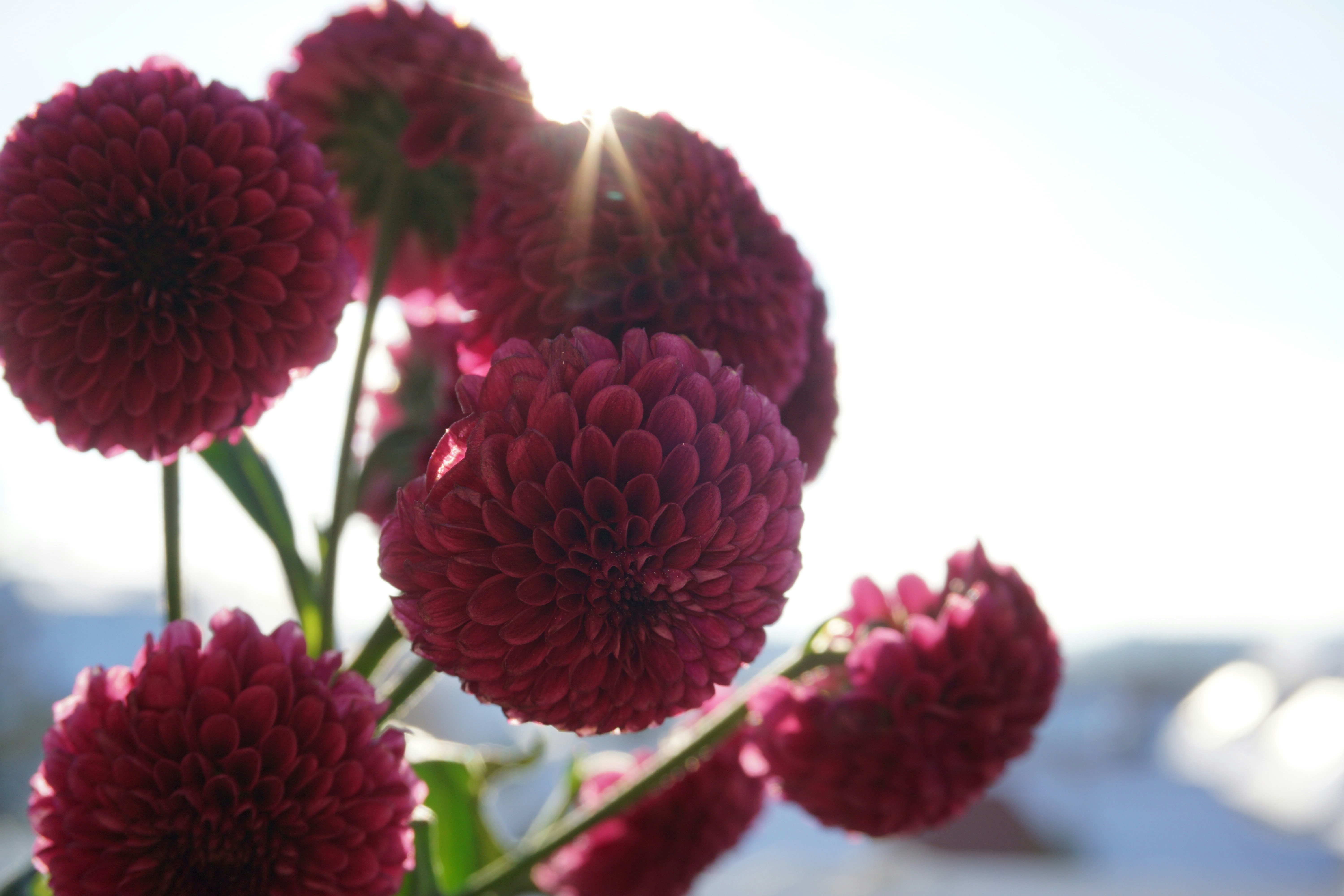 Sunburst Crimson Dahlias: Velvet Petals in Focus
