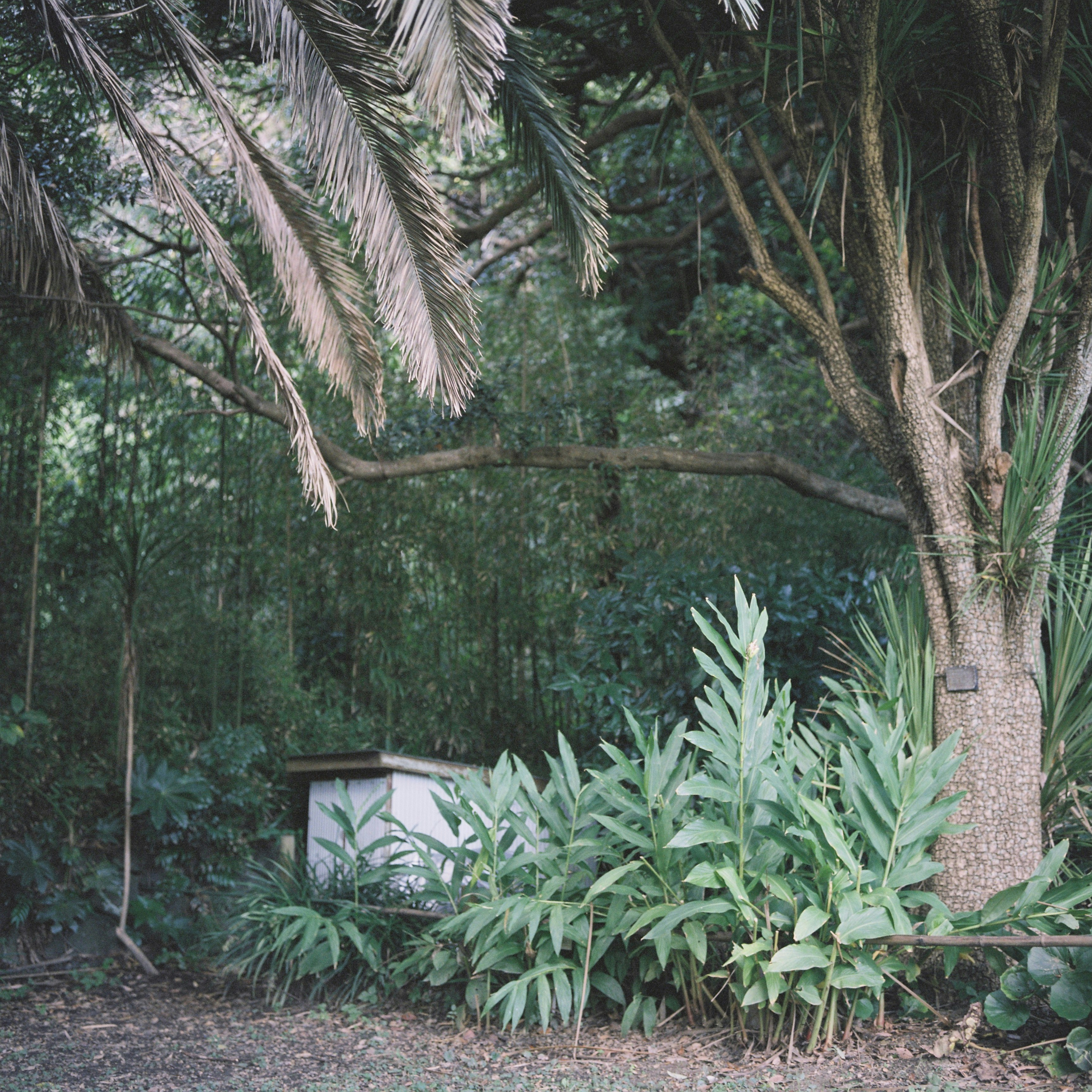 a wooden bench sitting in the middle of a forest