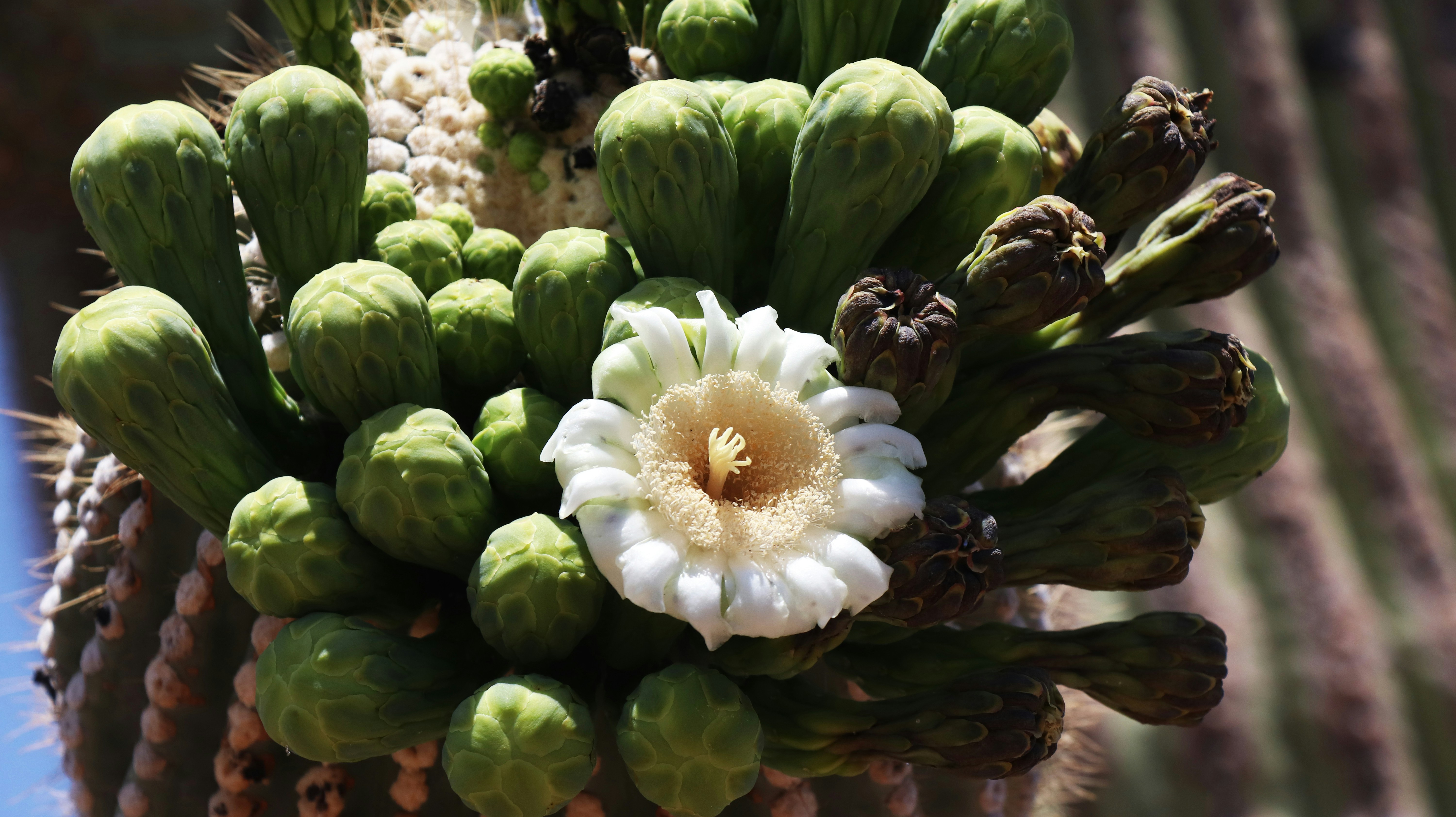 a close up of a flower on a cactus