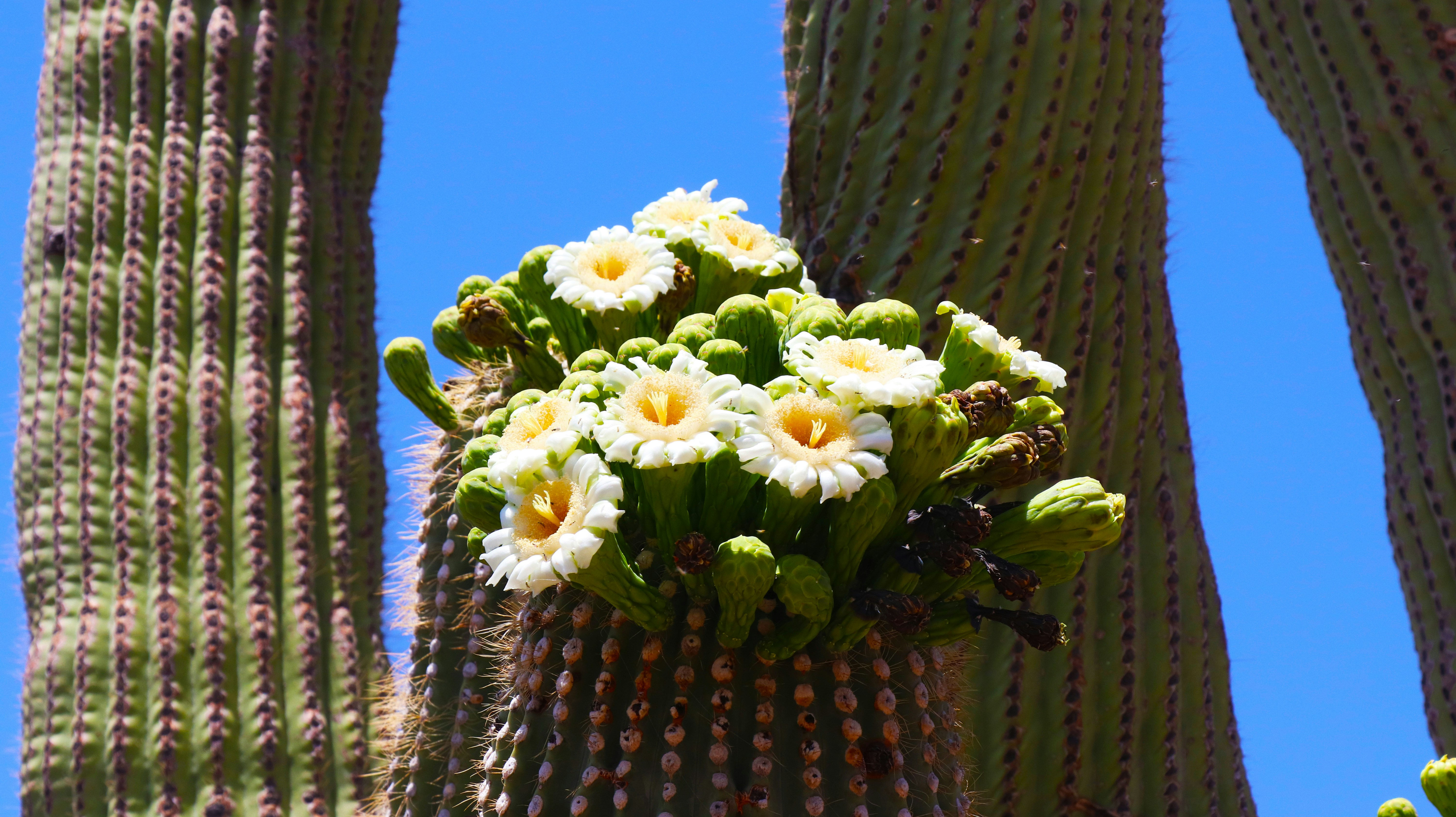 a bunch of flowers that are on a cactus