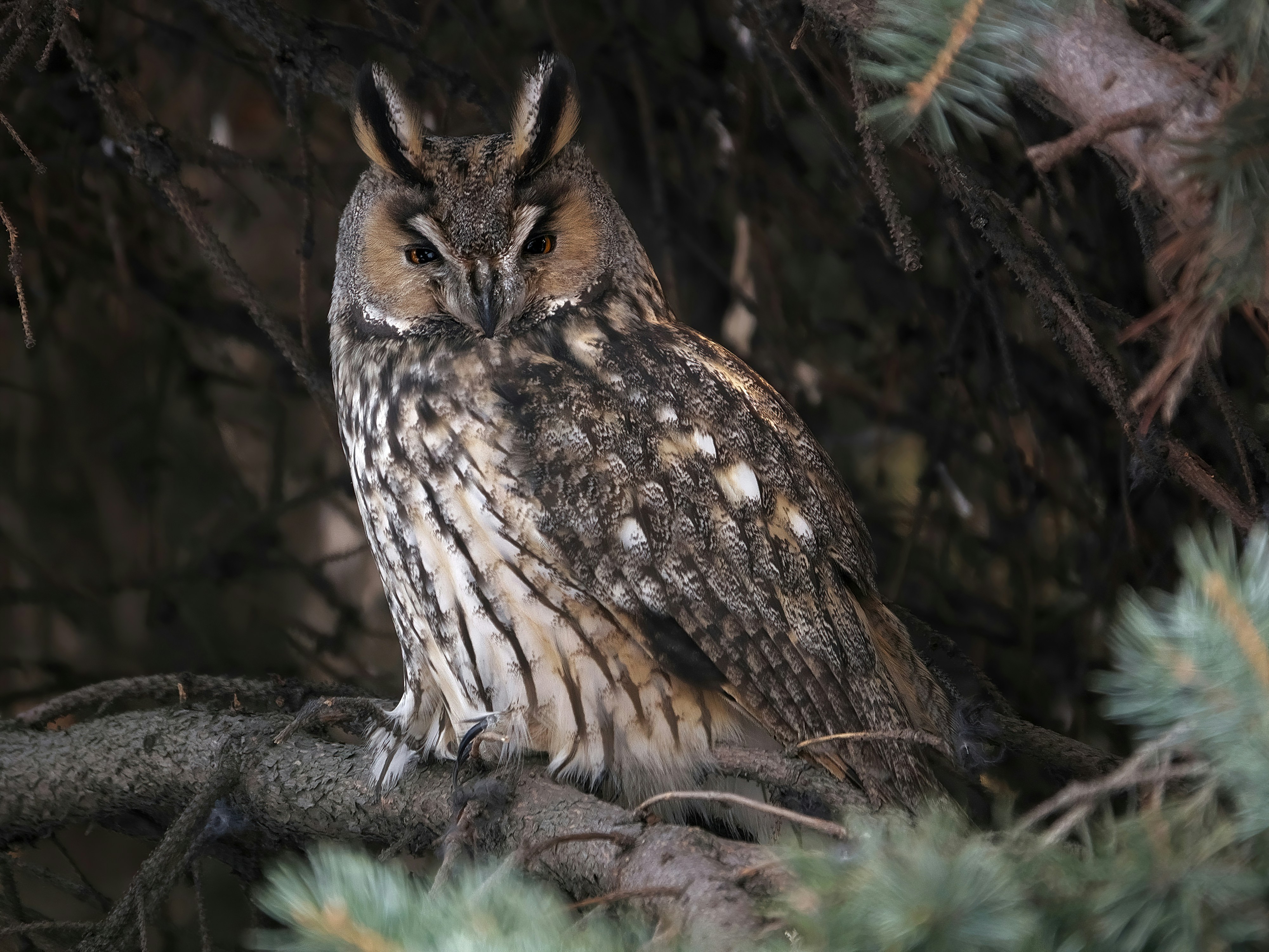 Lesser Horned Owl Pictures | Download Free Images on Unsplash