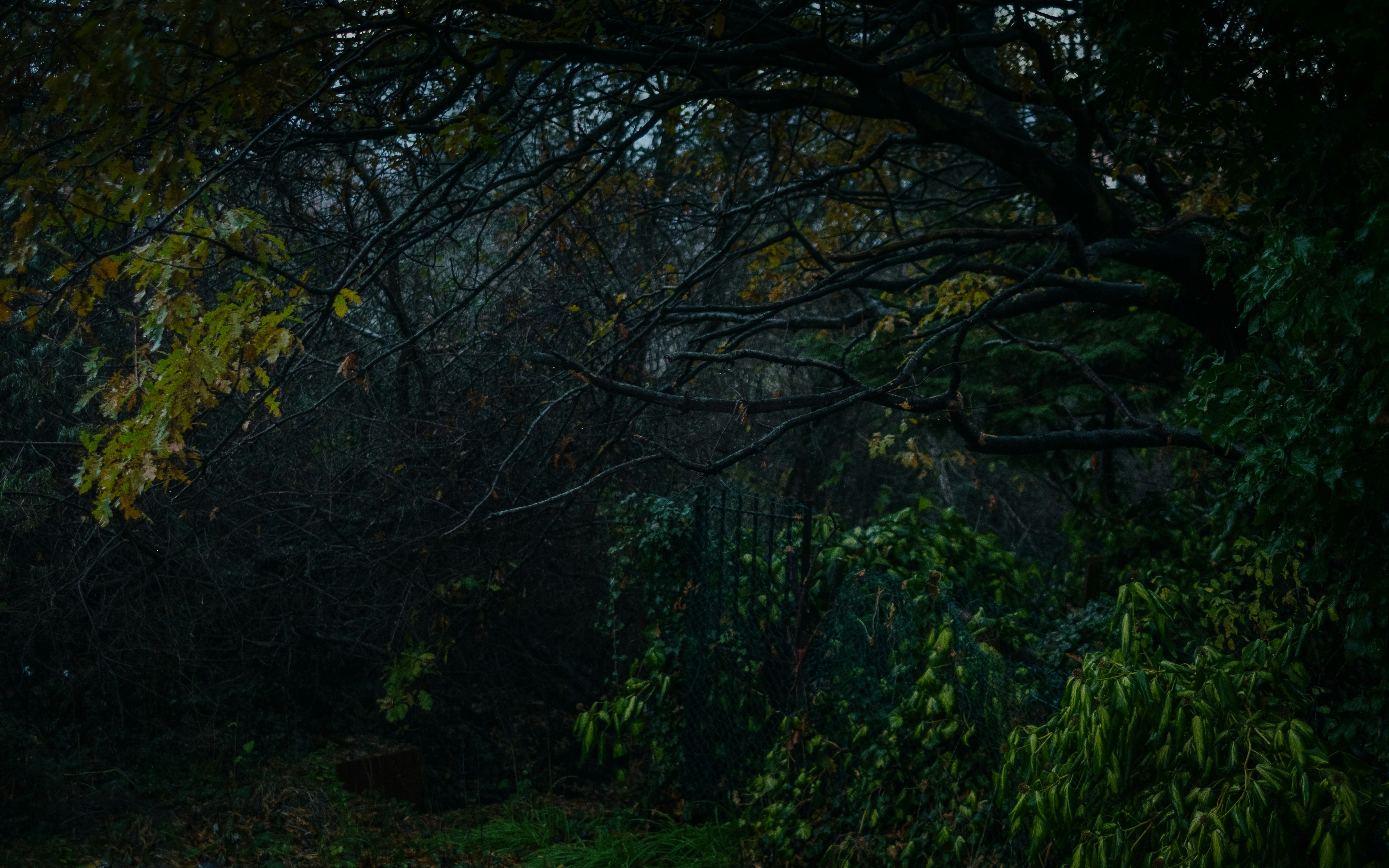 Une forêt sombre avec beaucoup d’arbres et de feuilles photo – Photo ...