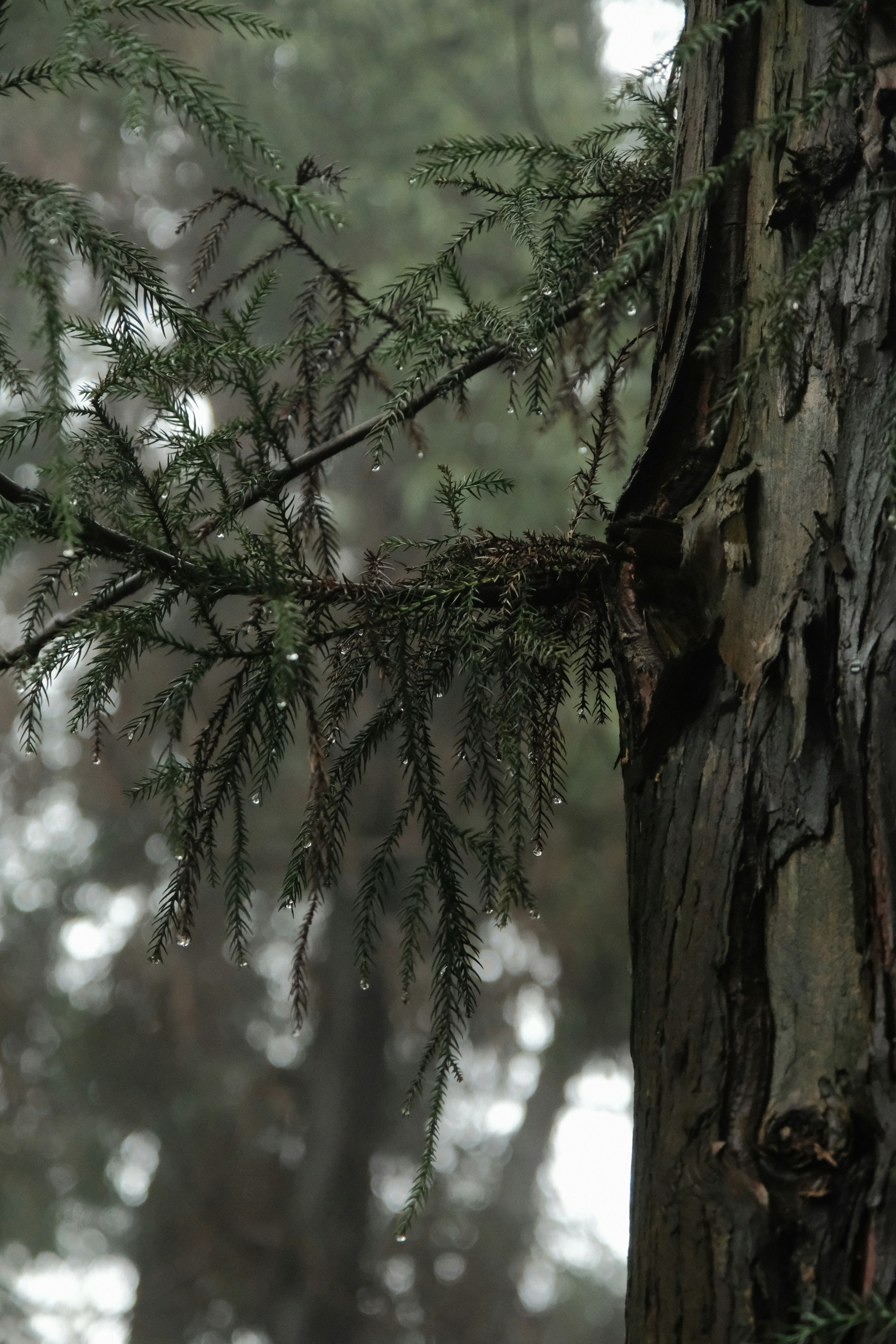 a bird perched on top of a tree branch