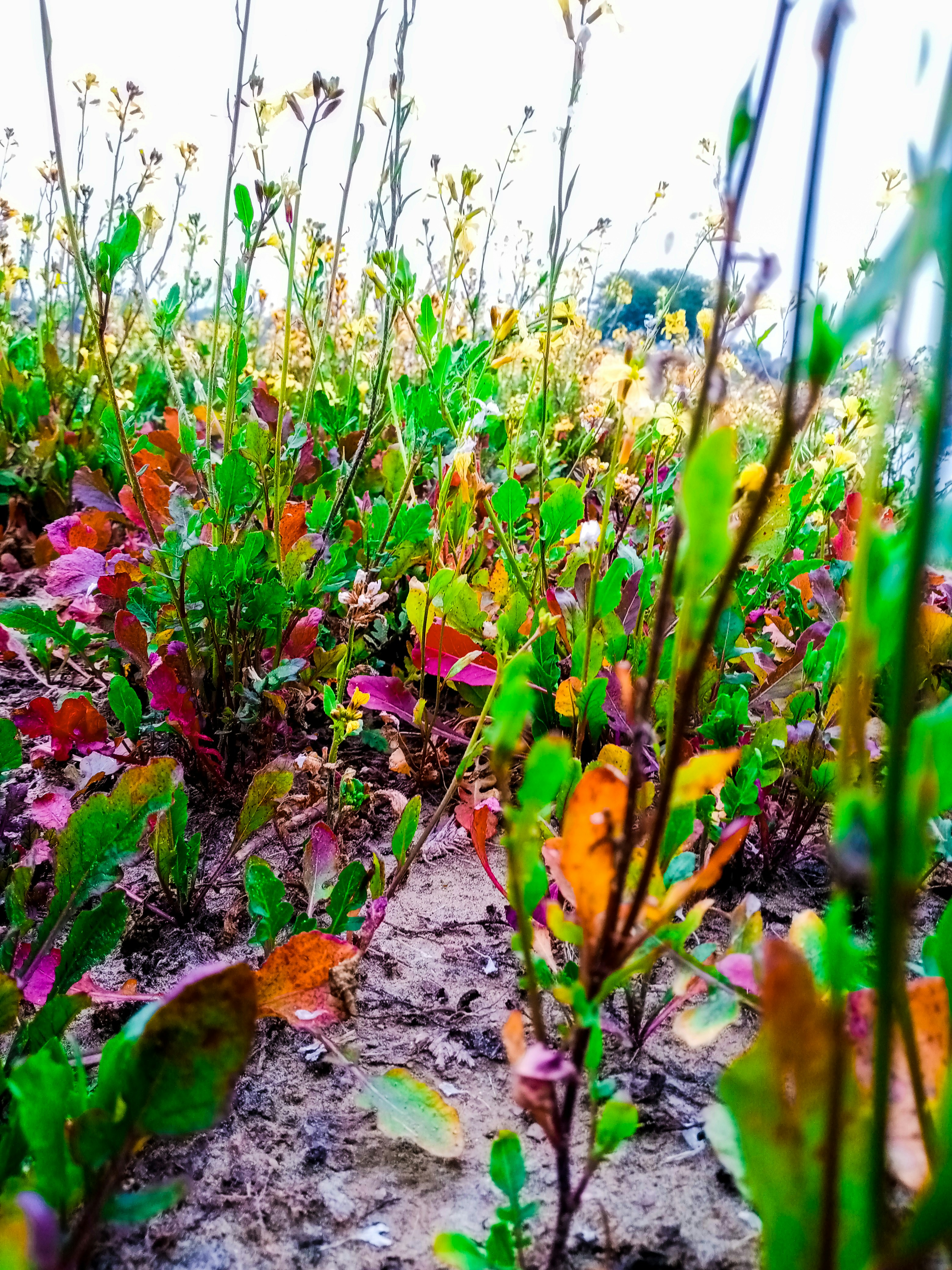 Neon Leaves at Ground Level: Low-Angle Portrait of a Sunlit Field
