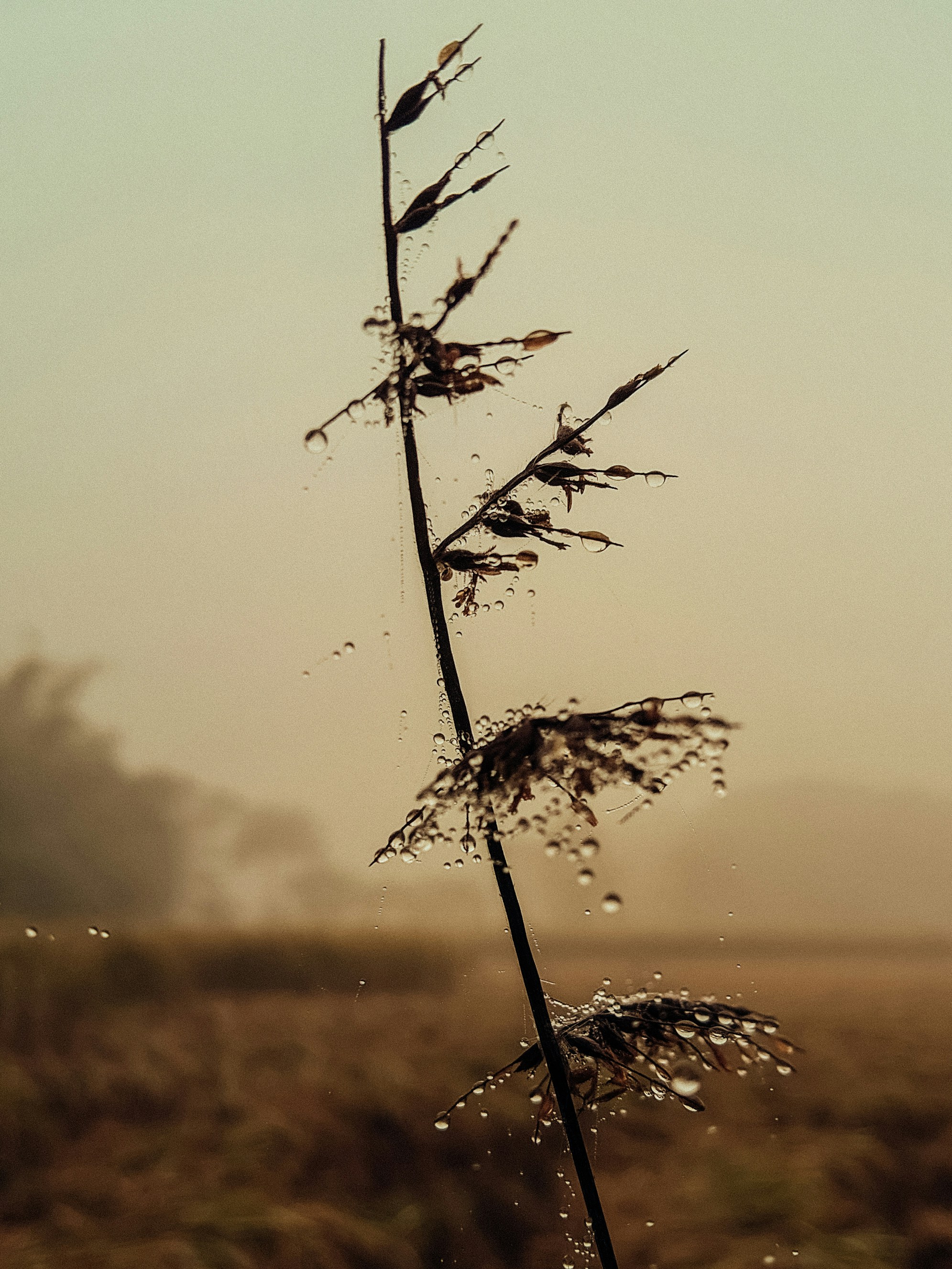 #SnapxClicker Device: Vivo Y20 Follow on FaceBook: SnapxClicker Do Like❤️ Appreciate My works | a plant with drops of water on it