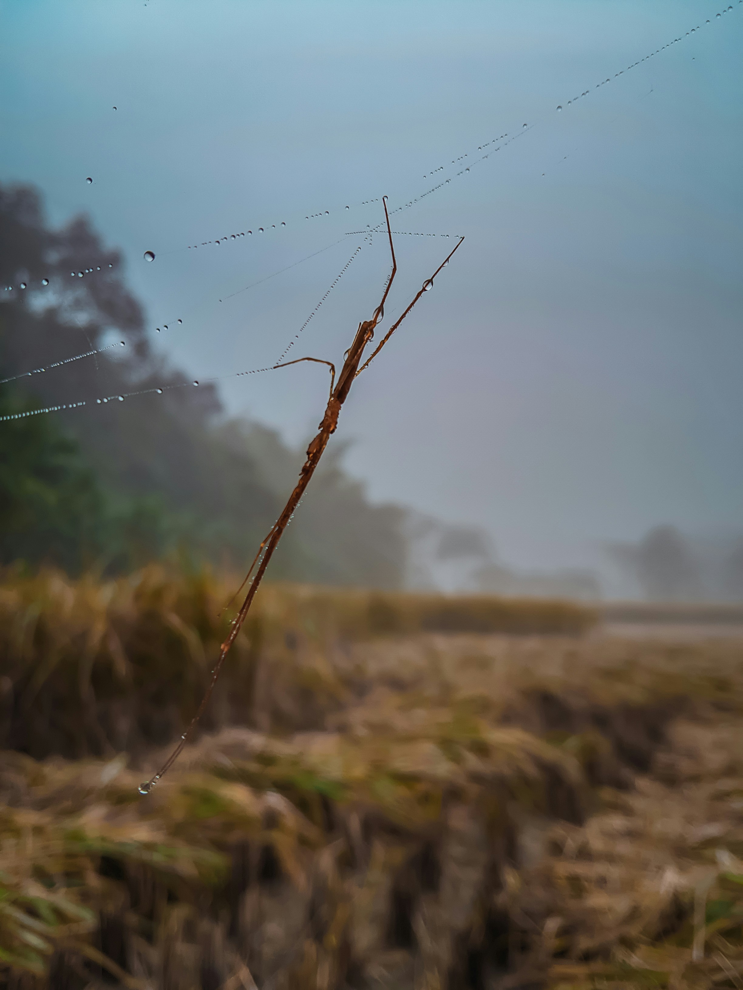 A slender stick caught in a spider's web adorned with droplets, set against a misty backdrop of blurred greenery and golden fields.