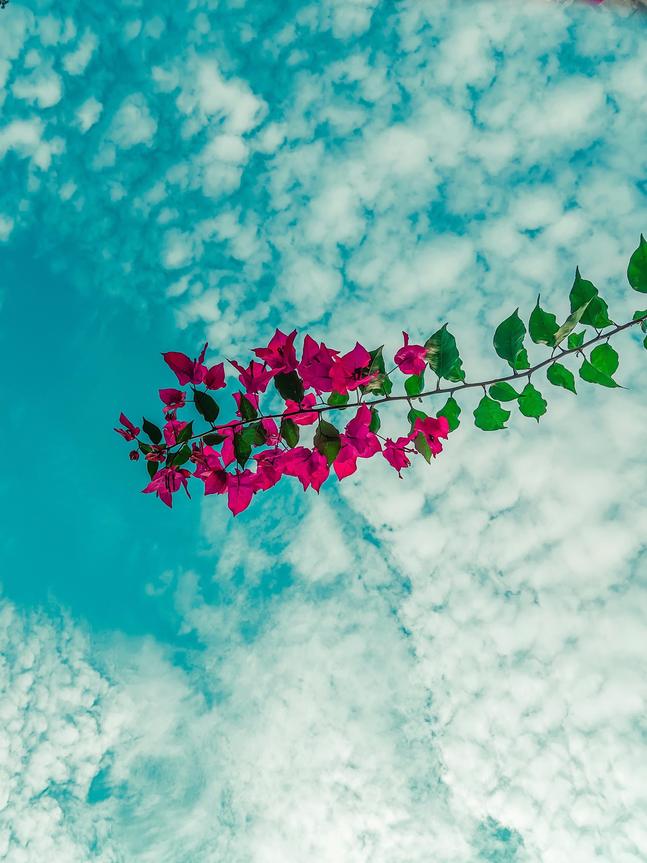 Crimson Bougainvillea against a Turquoise Sky