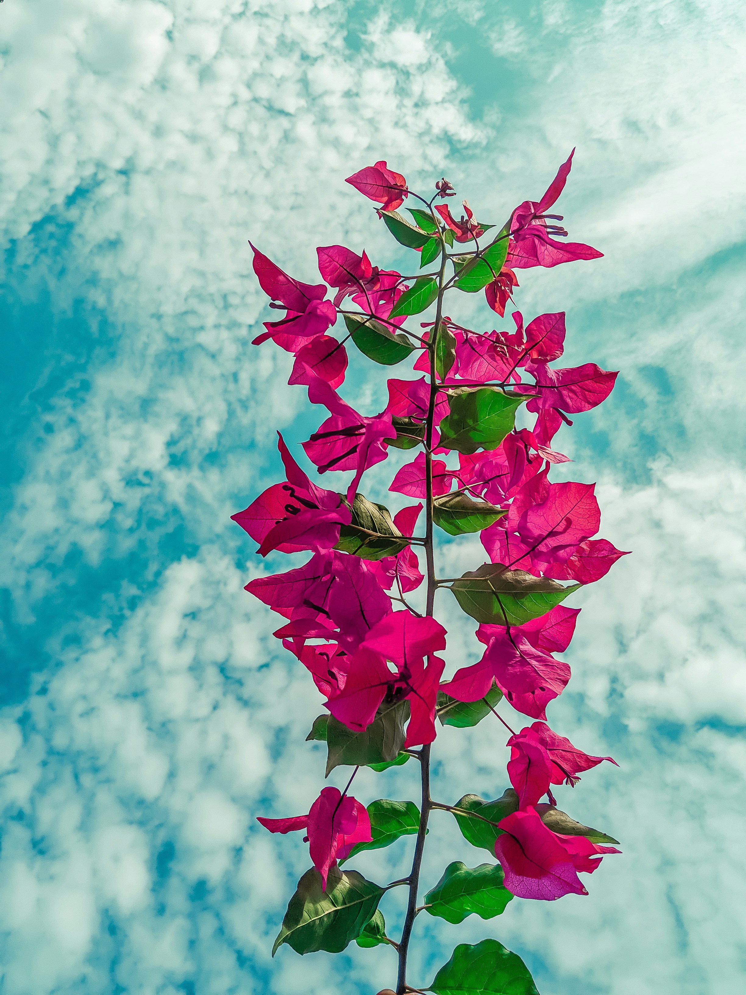 Bougainvillea flowers in vibrant pink hues stand tall against a backdrop of a cloudy blue sky.