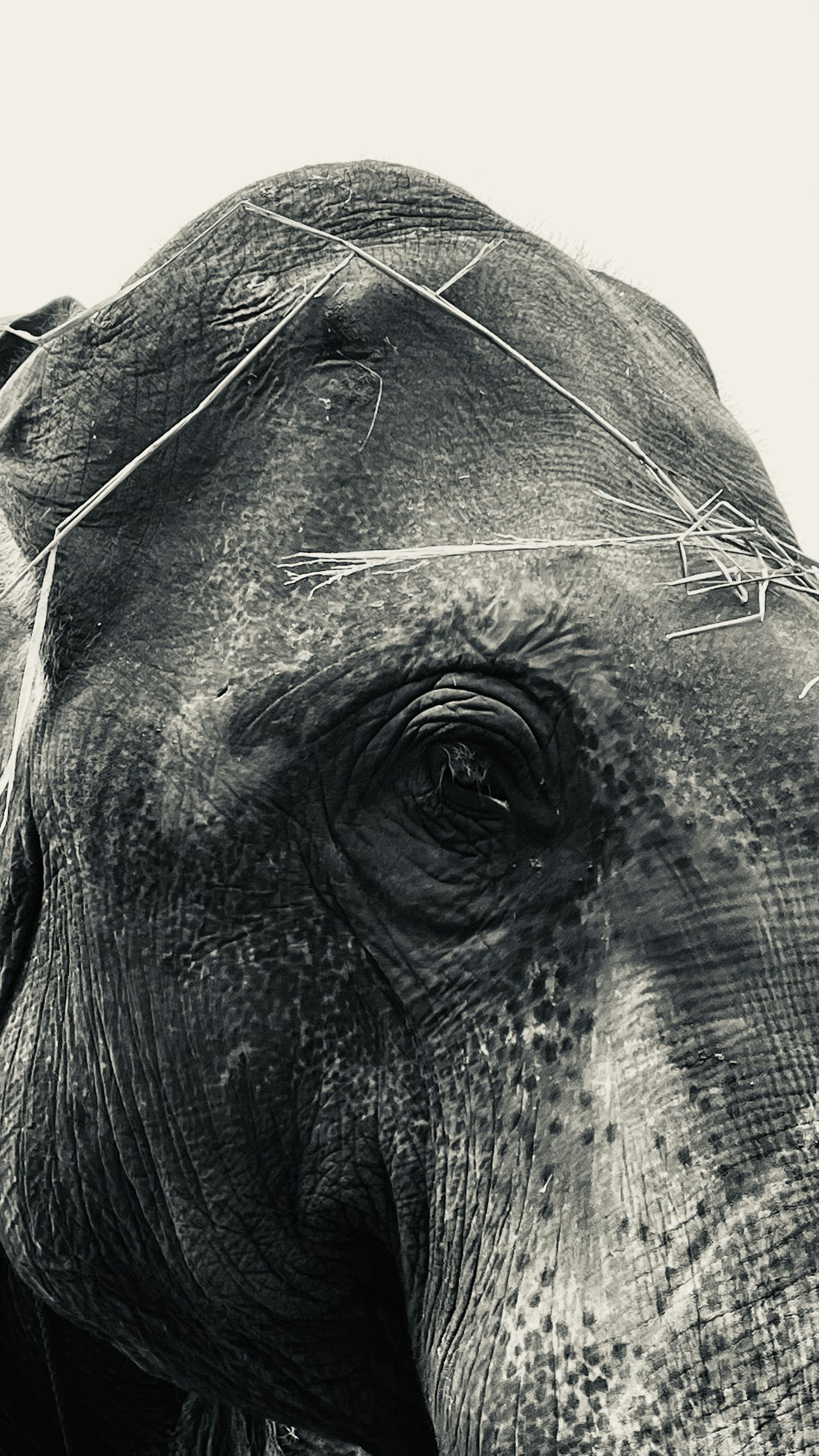 Frayed Threads on Wise Skin: An Elephant’s Gaze in Monochrome