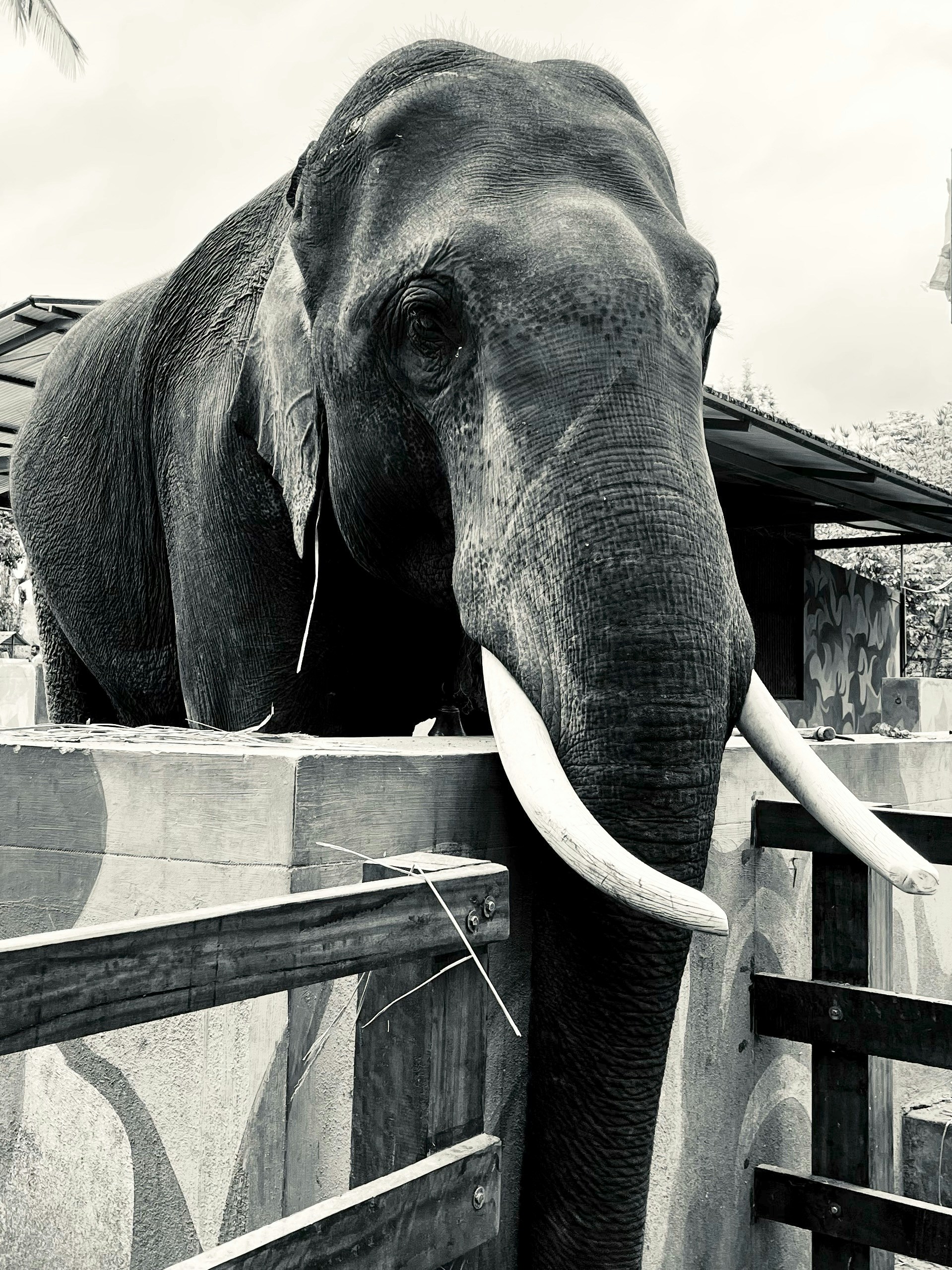 a large elephant standing next to a wooden fence
