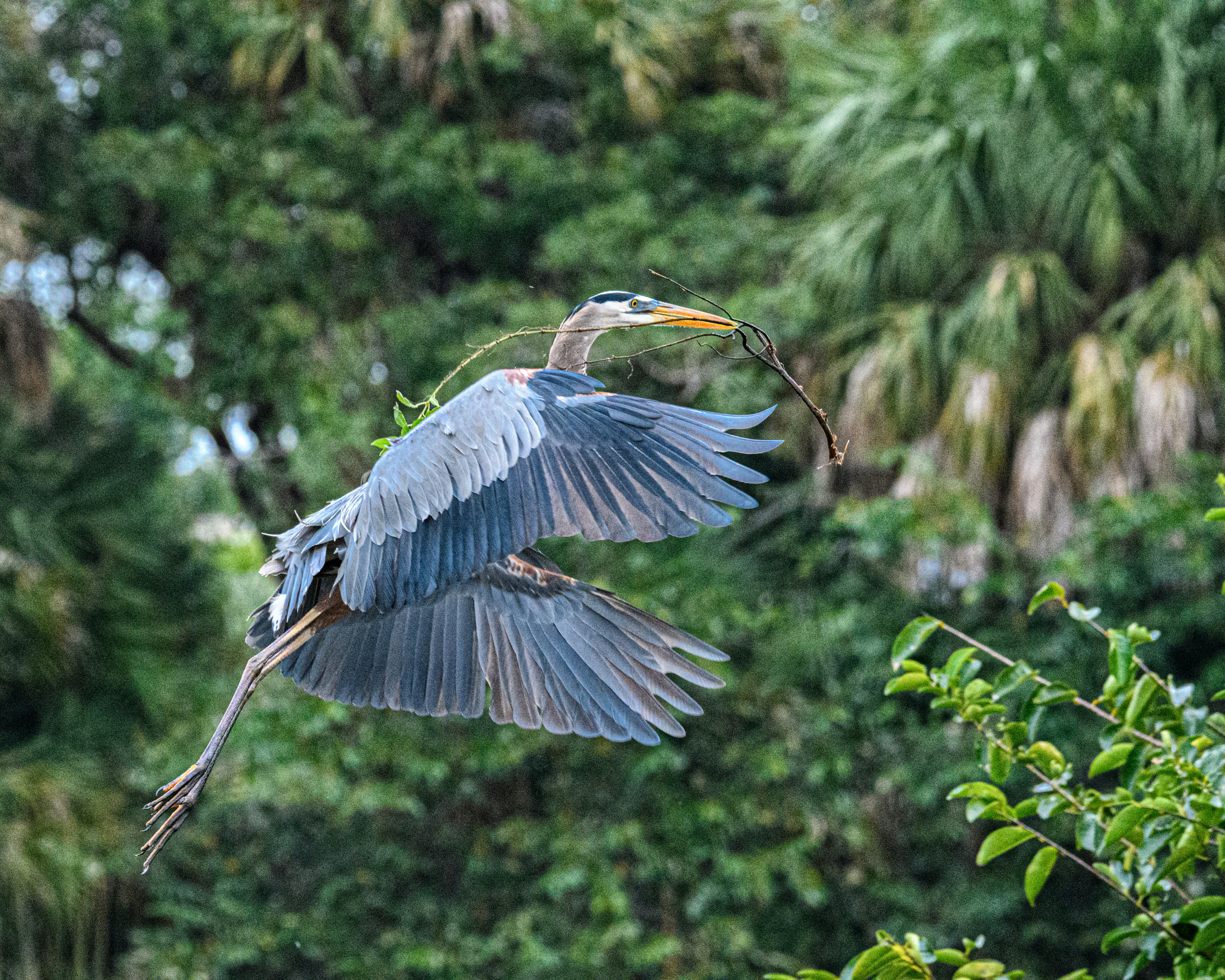 Wingbeat Through a Tropical Canopy: A Great Blue Heron in Flight