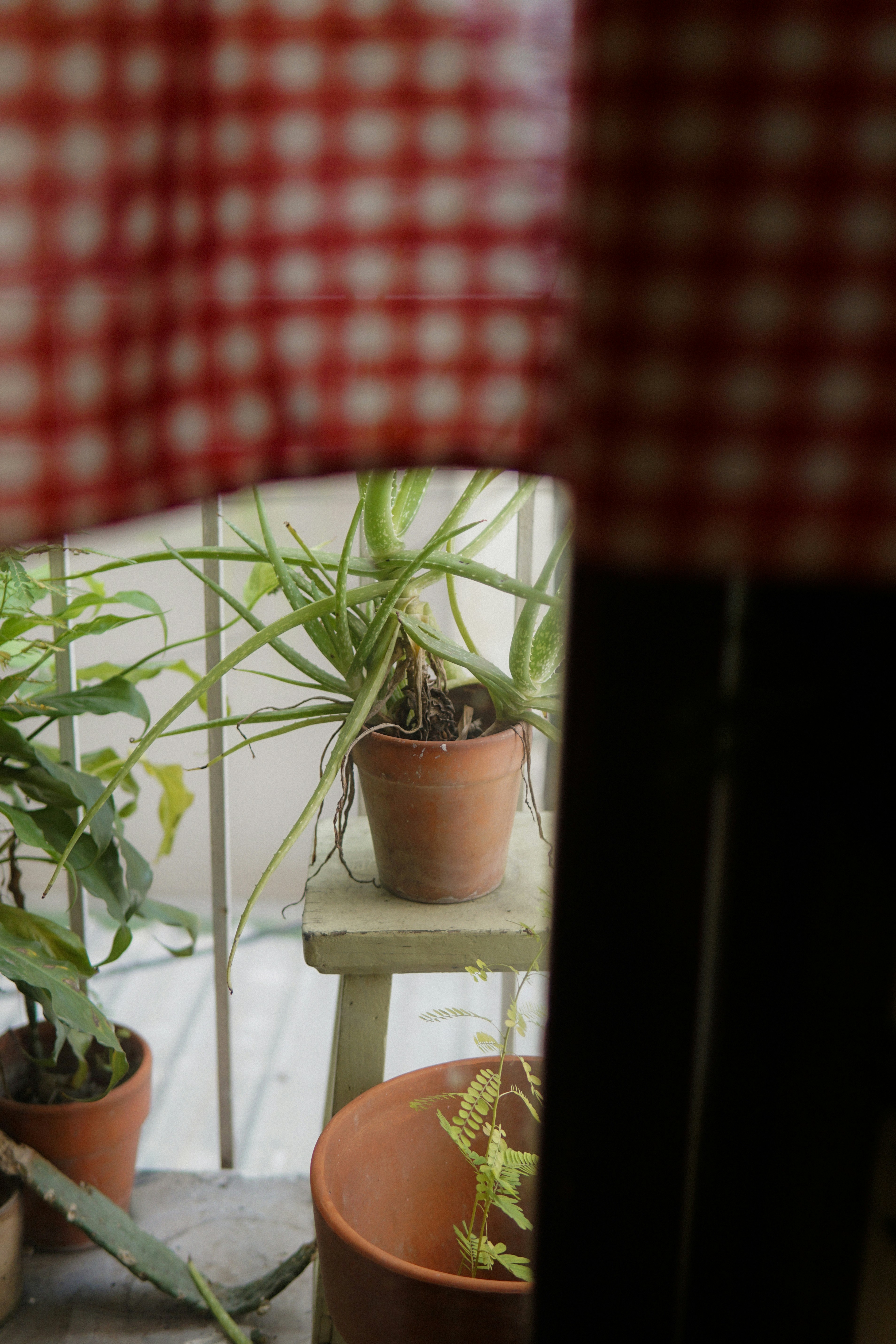 Potted greens framed by a doorway cutout