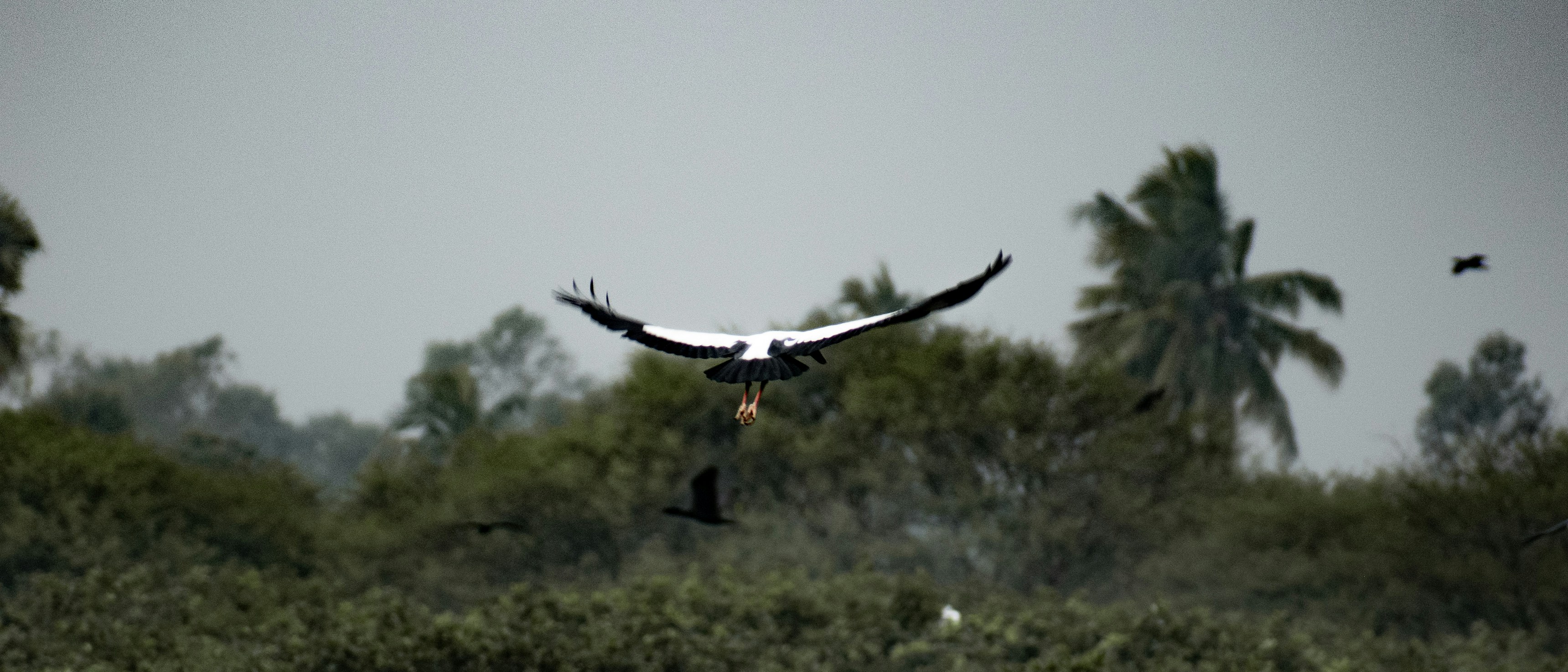 Wingbeat Across the Wetland Marsh