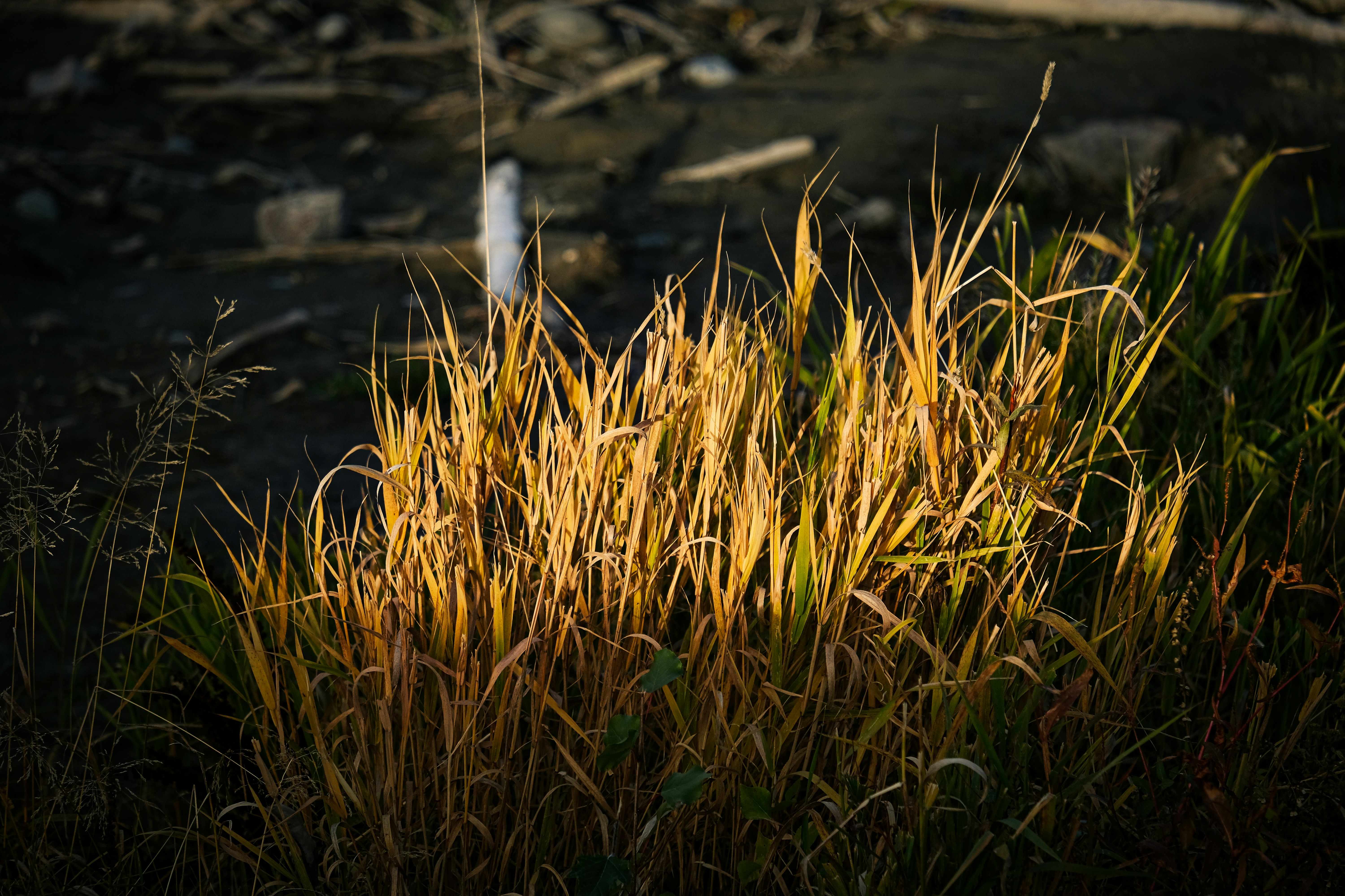 Amber Frontier by the Riverbank