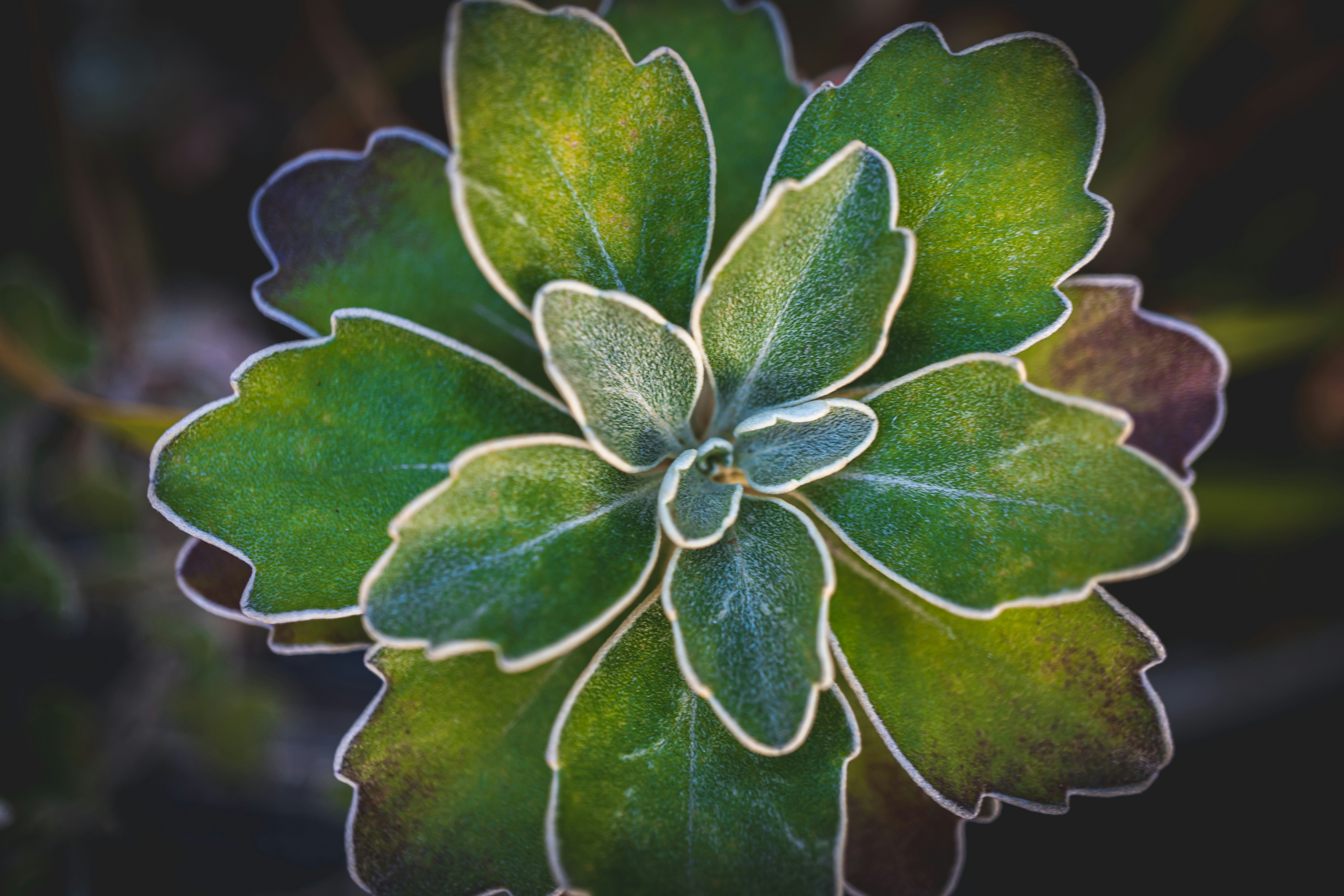 Frost-Edged Rosette: Close-Up of Velvet Green Leaves