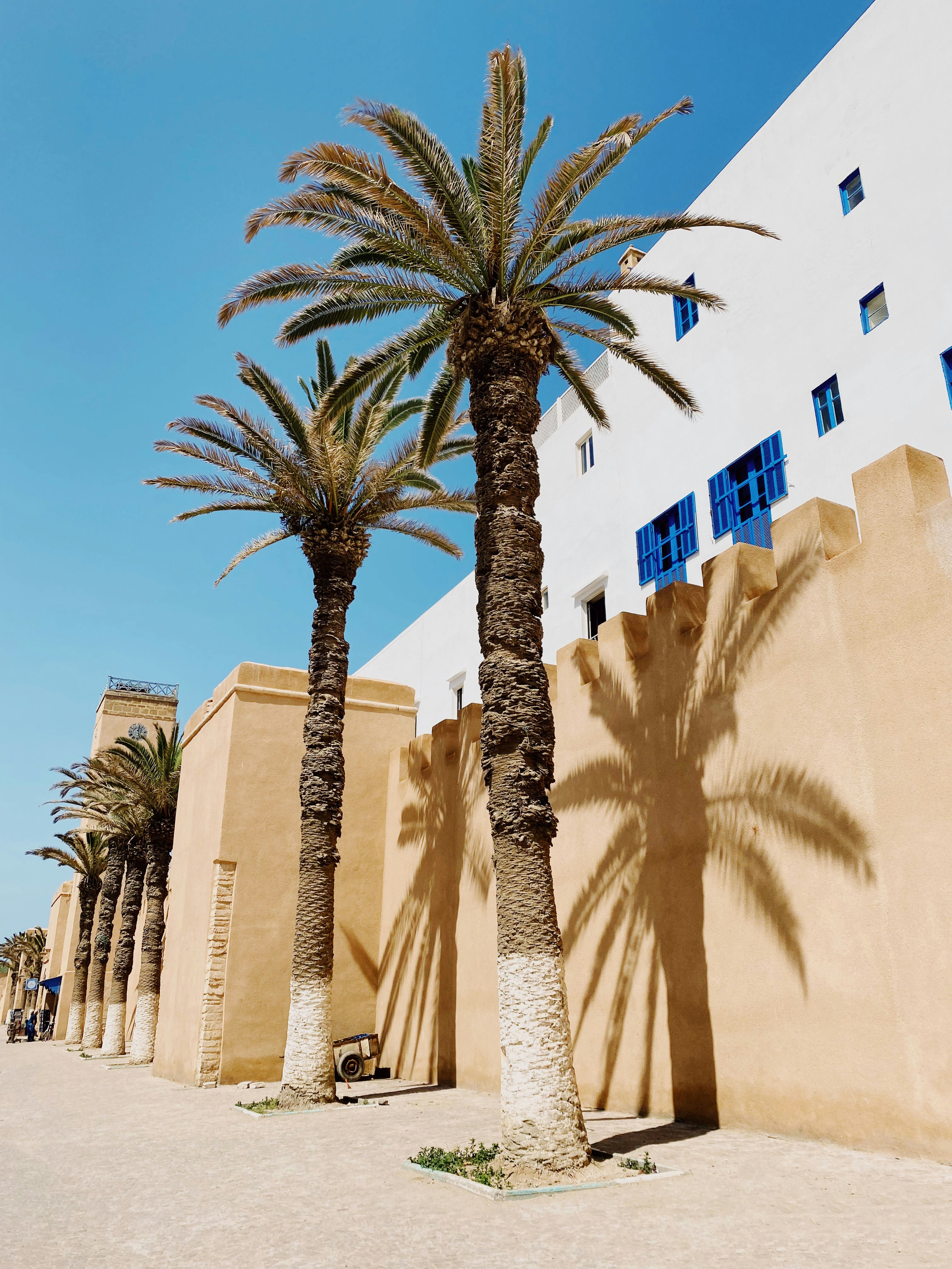 Sunlit Palms Against a Modern Beige Wall