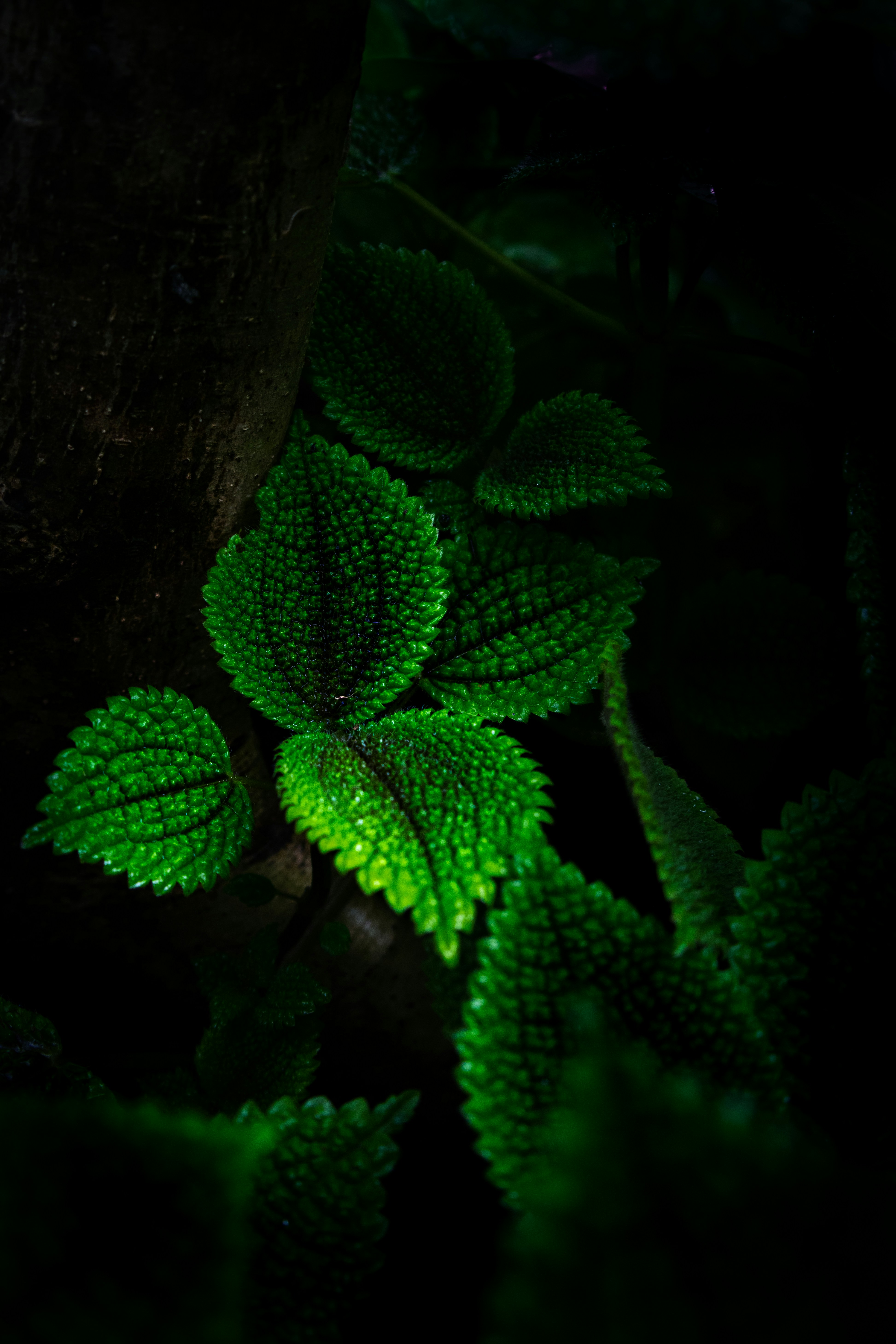Vibrant green leaves illuminated softly against a dark backdrop, showcasing intricate textures and patterns. The interplay of light and shadow enhances the natural beauty of the foliage.