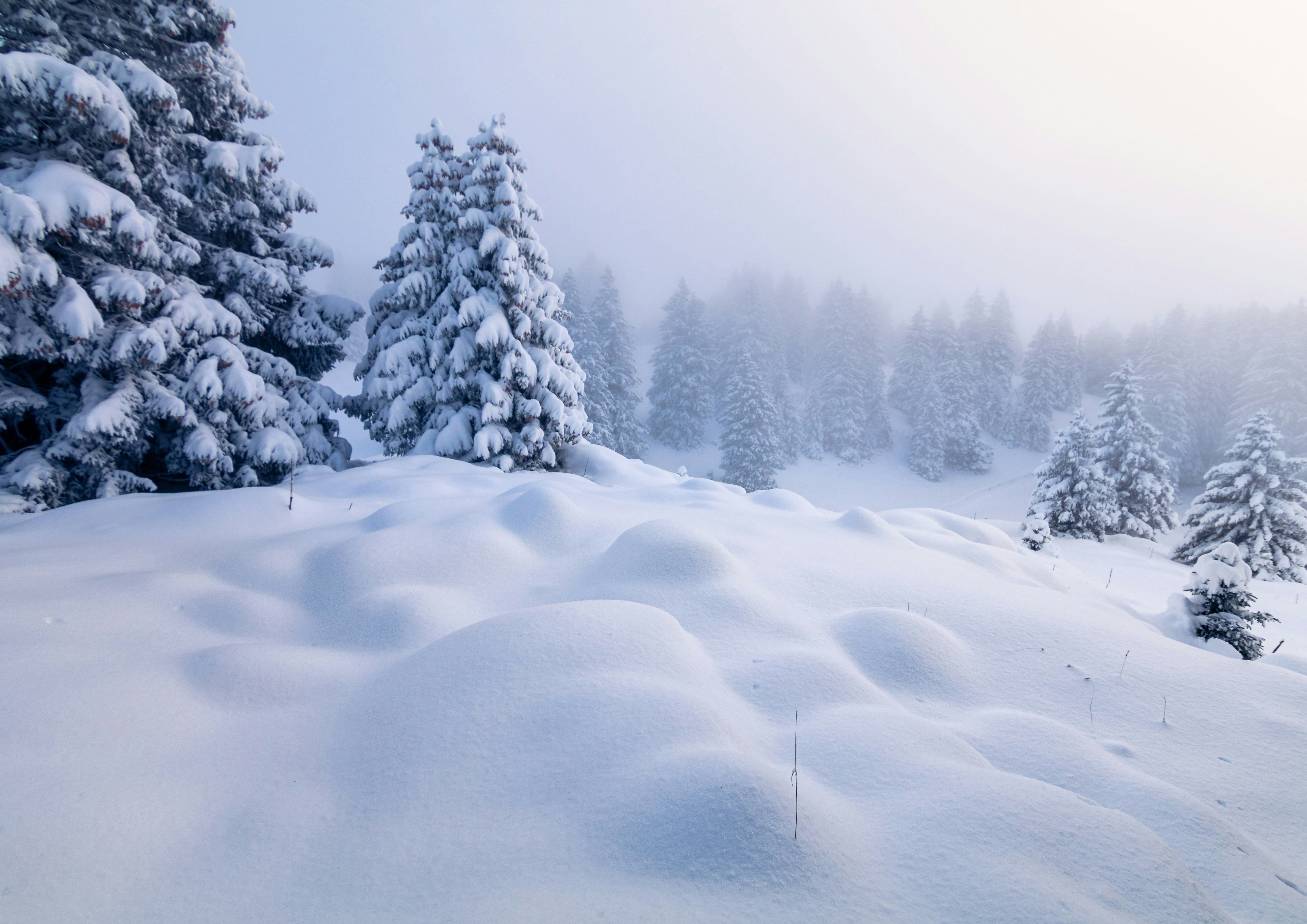 A snow covered field with trees in the background photo – Free Winter ...