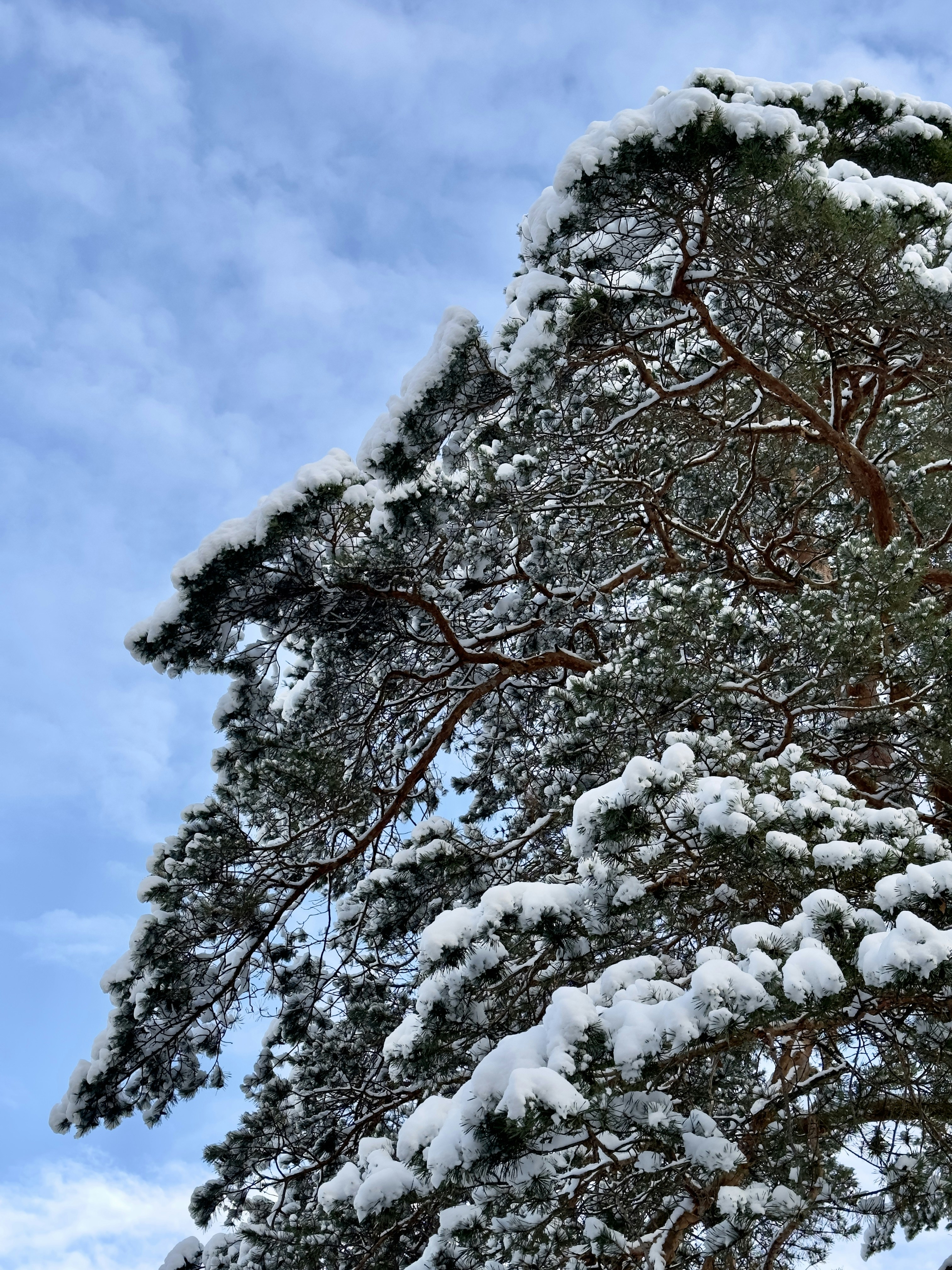 Snow-kissed Pine Branches Stretched Across a Crisp Winter Sky