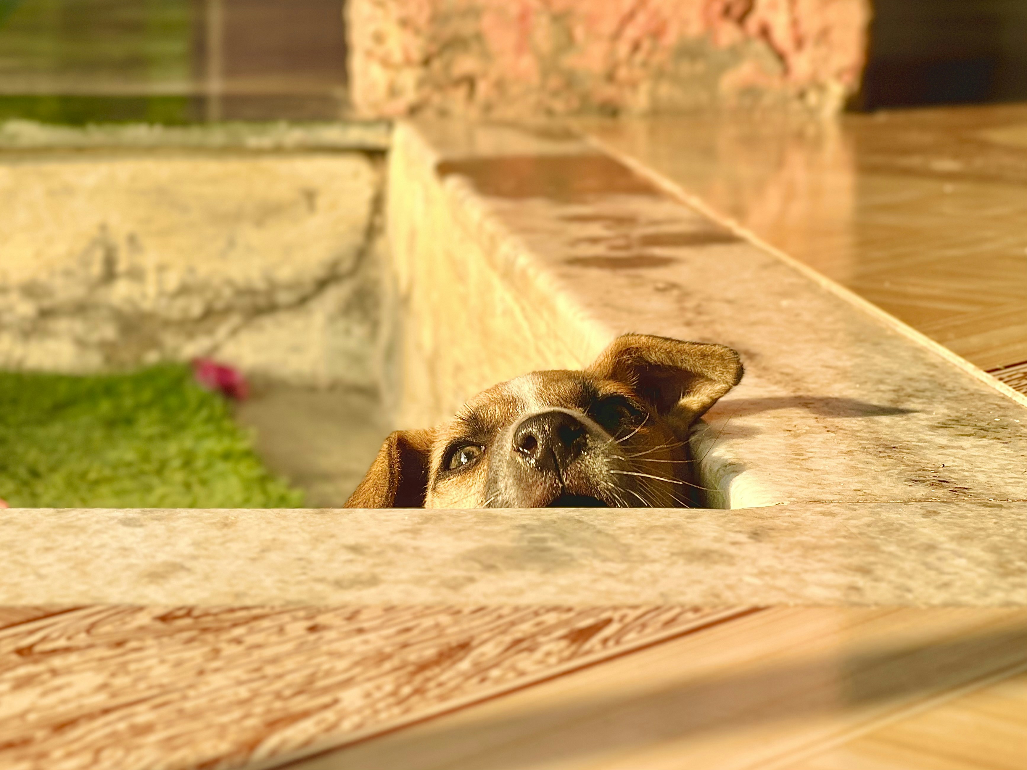 A dog peeking out from behind a ledge photo – Free Navsari Image on ...
