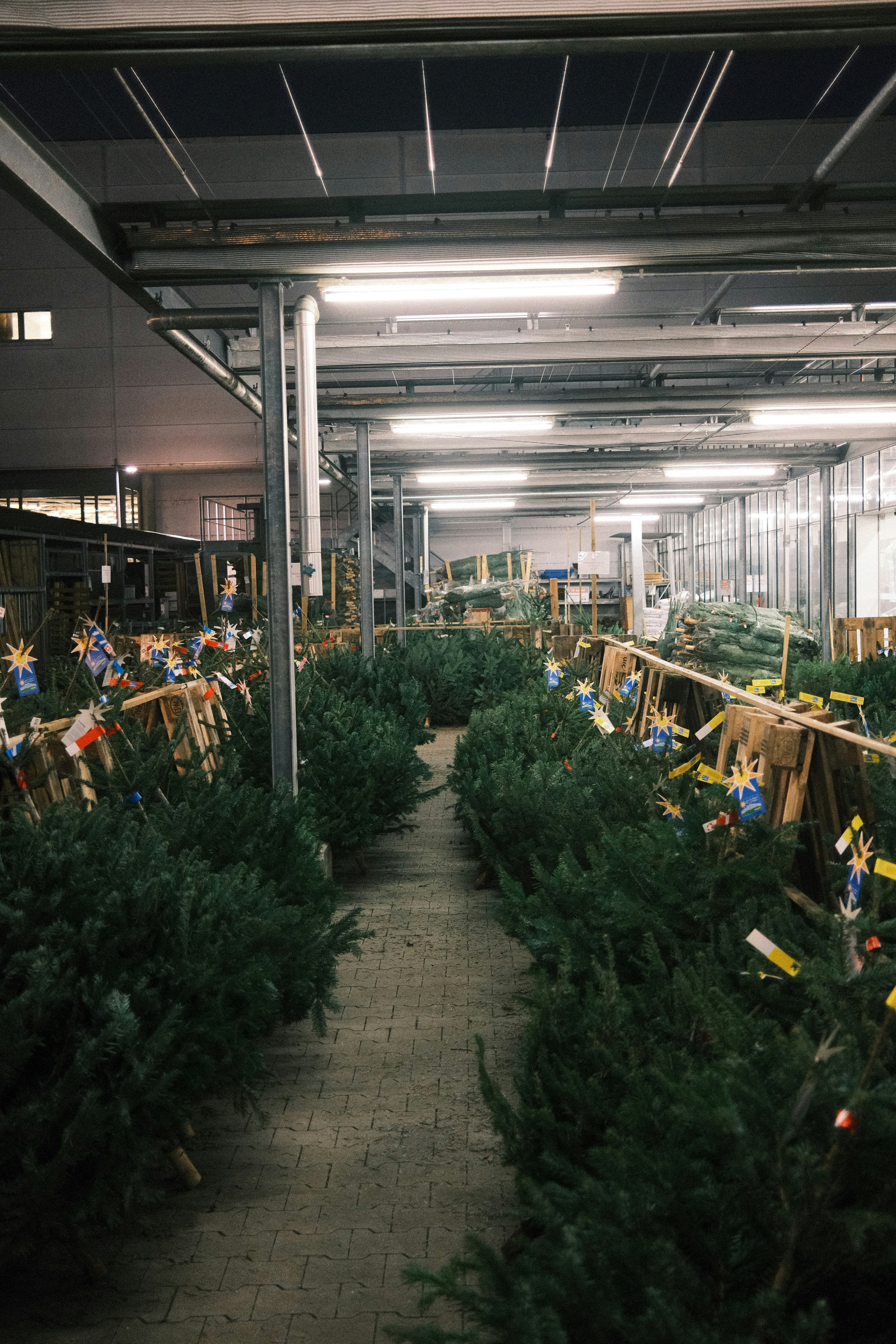 Centerline Conifers: A Christmas Tree Aisle in a Dim Warehouse