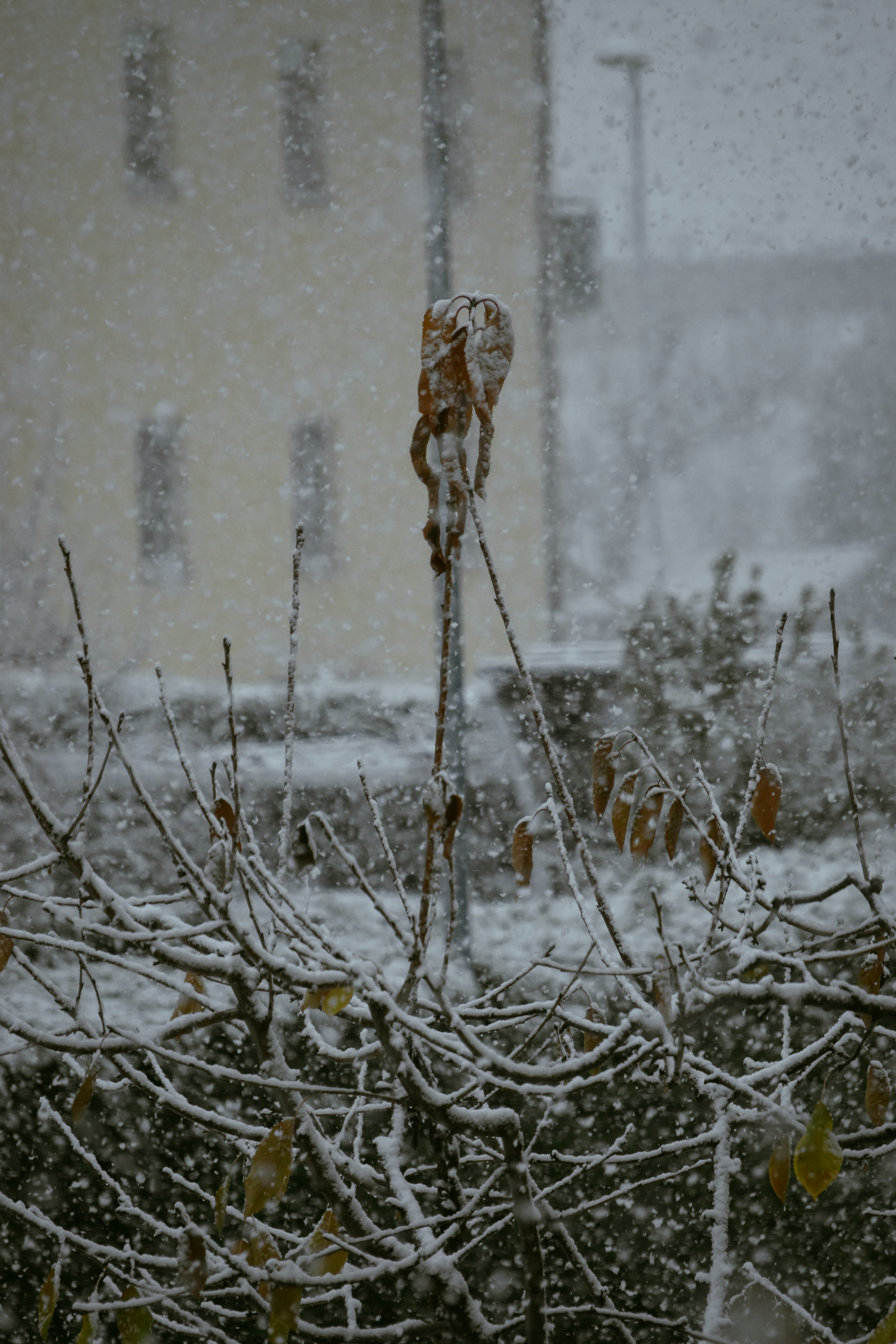 Solitary leaf crowns a snow-dusted stalk against a muted urban backdrop